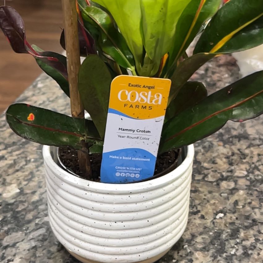 I need help! My Mando is dying! 😢 He is a Mammy Croton. T...