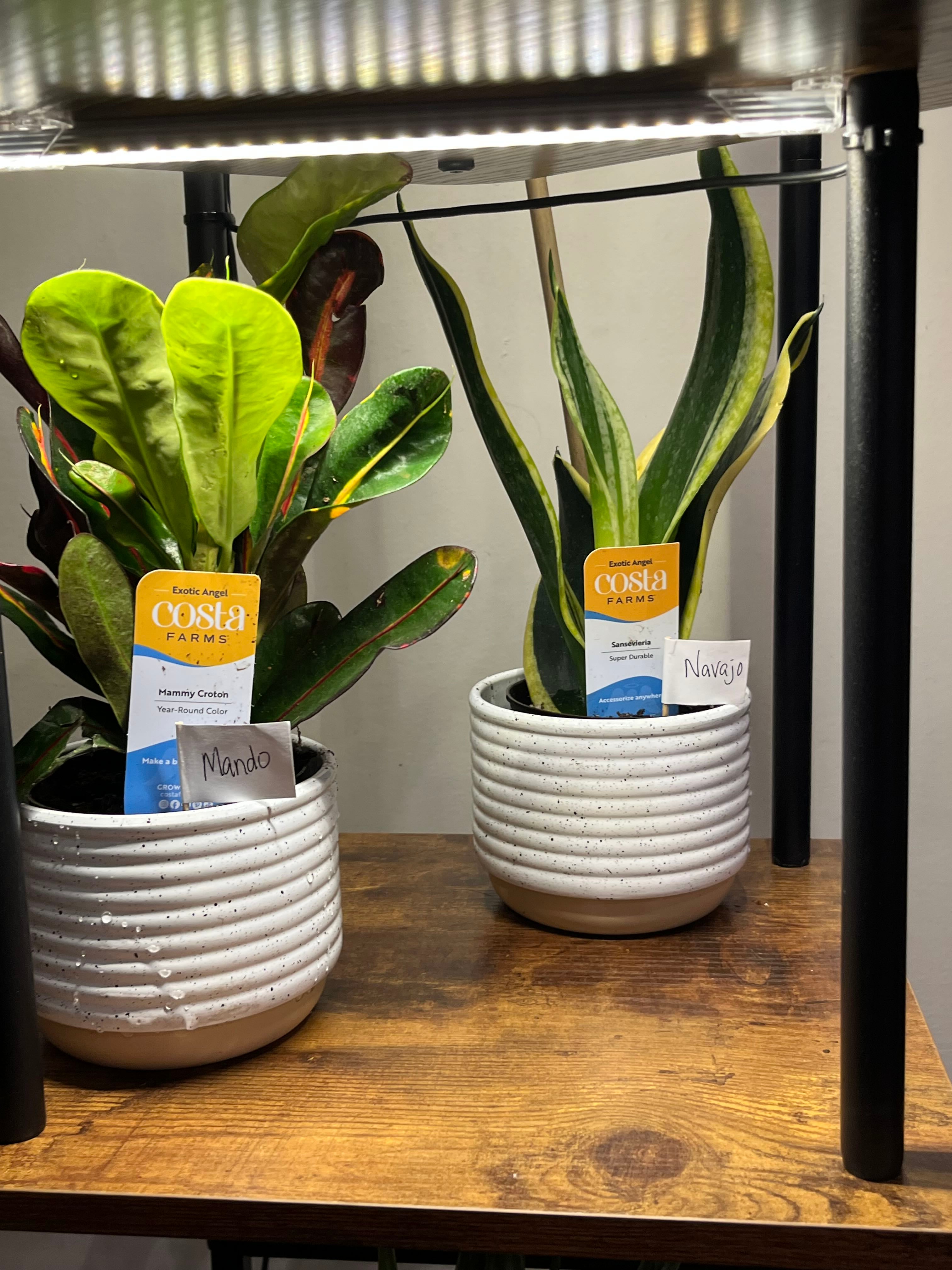 I need help! My Mando is dying! 😢 He is a Mammy Croton. T...