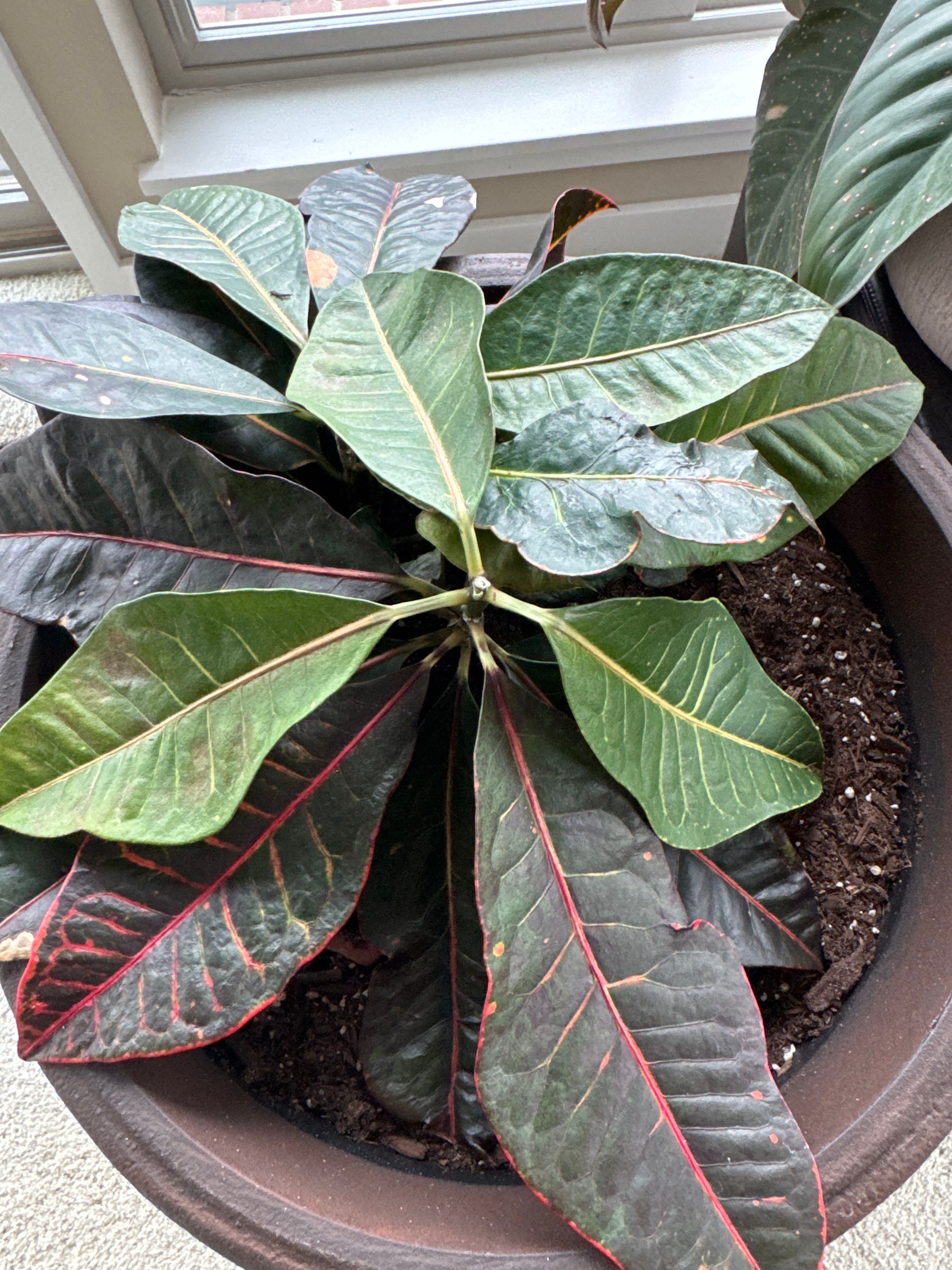 My Croton Petra is declining