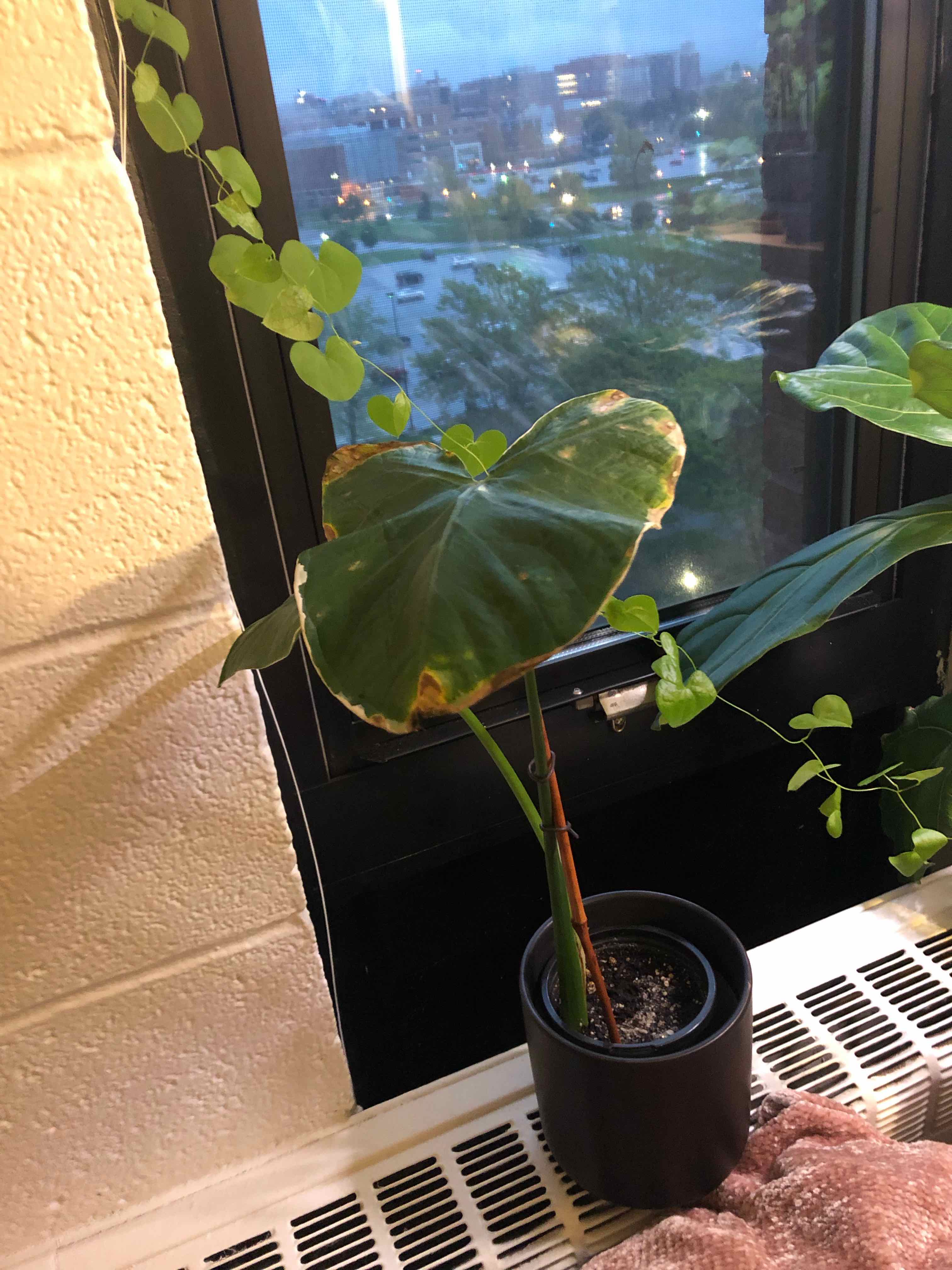 🐭 How Do I Cure Mickey Mouse Taro Root Rot?