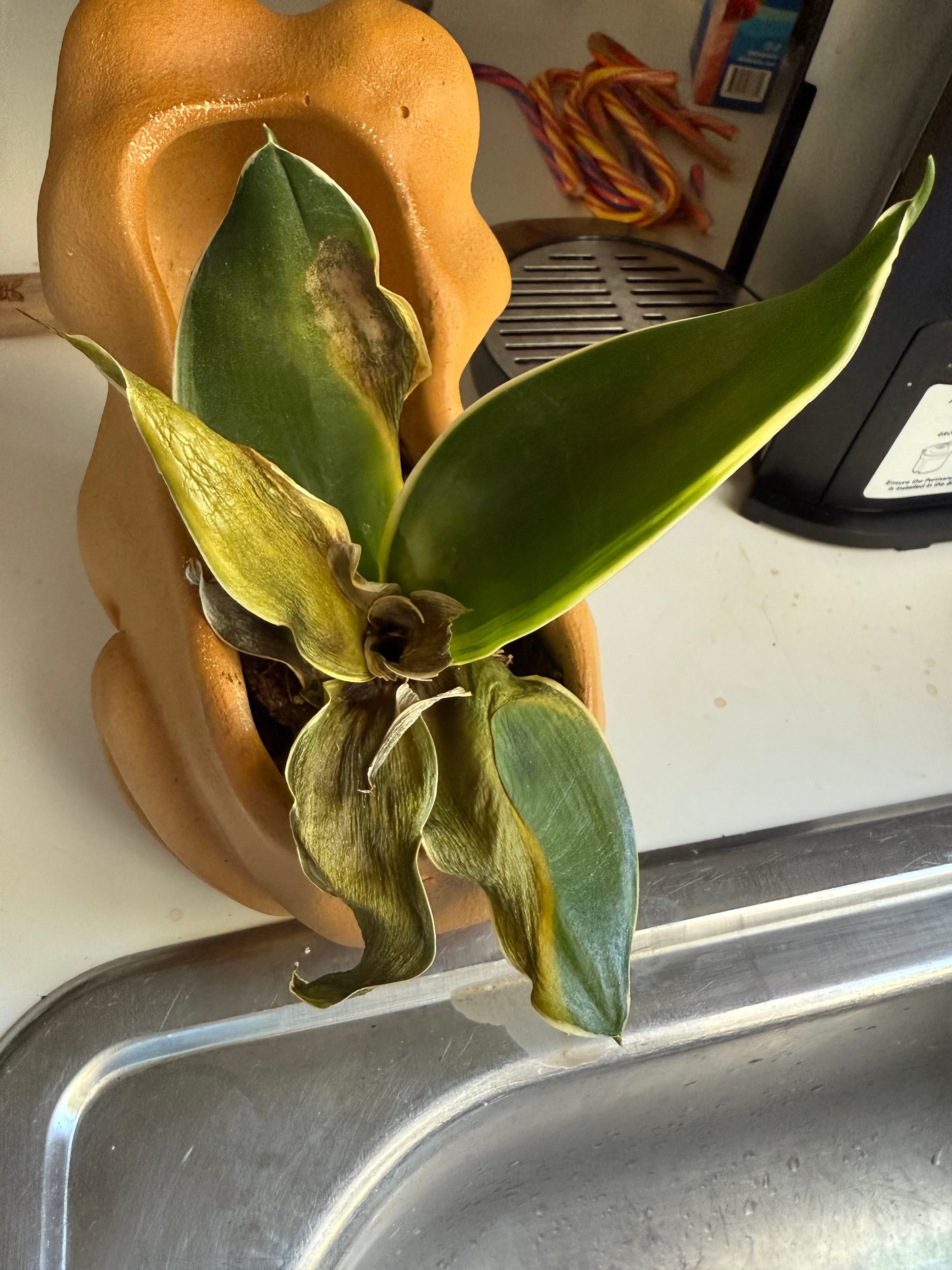 Can someone help me with my snake plant?