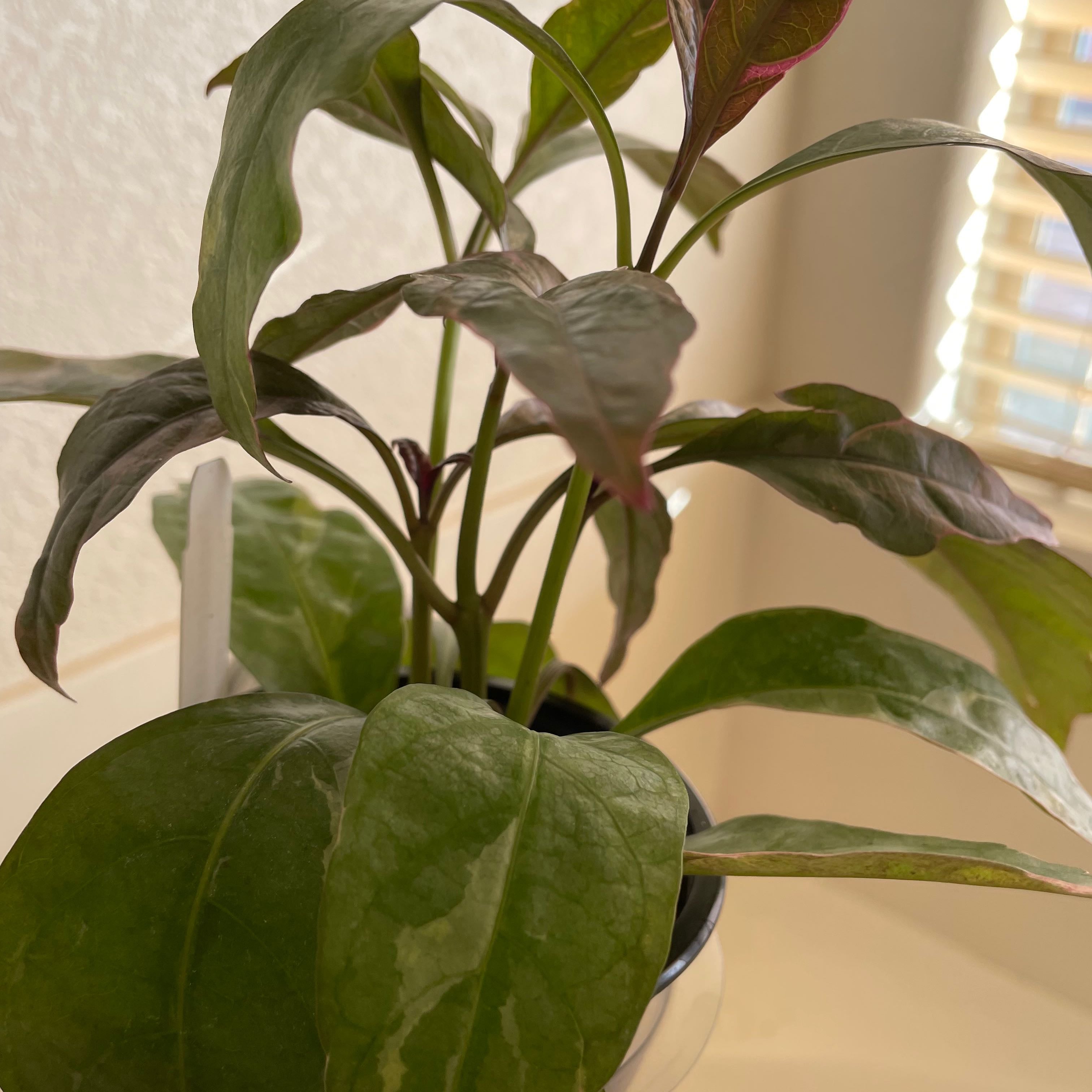 Rubrum Plant Care: Water, Light, Nutrients | Greg App 🌱