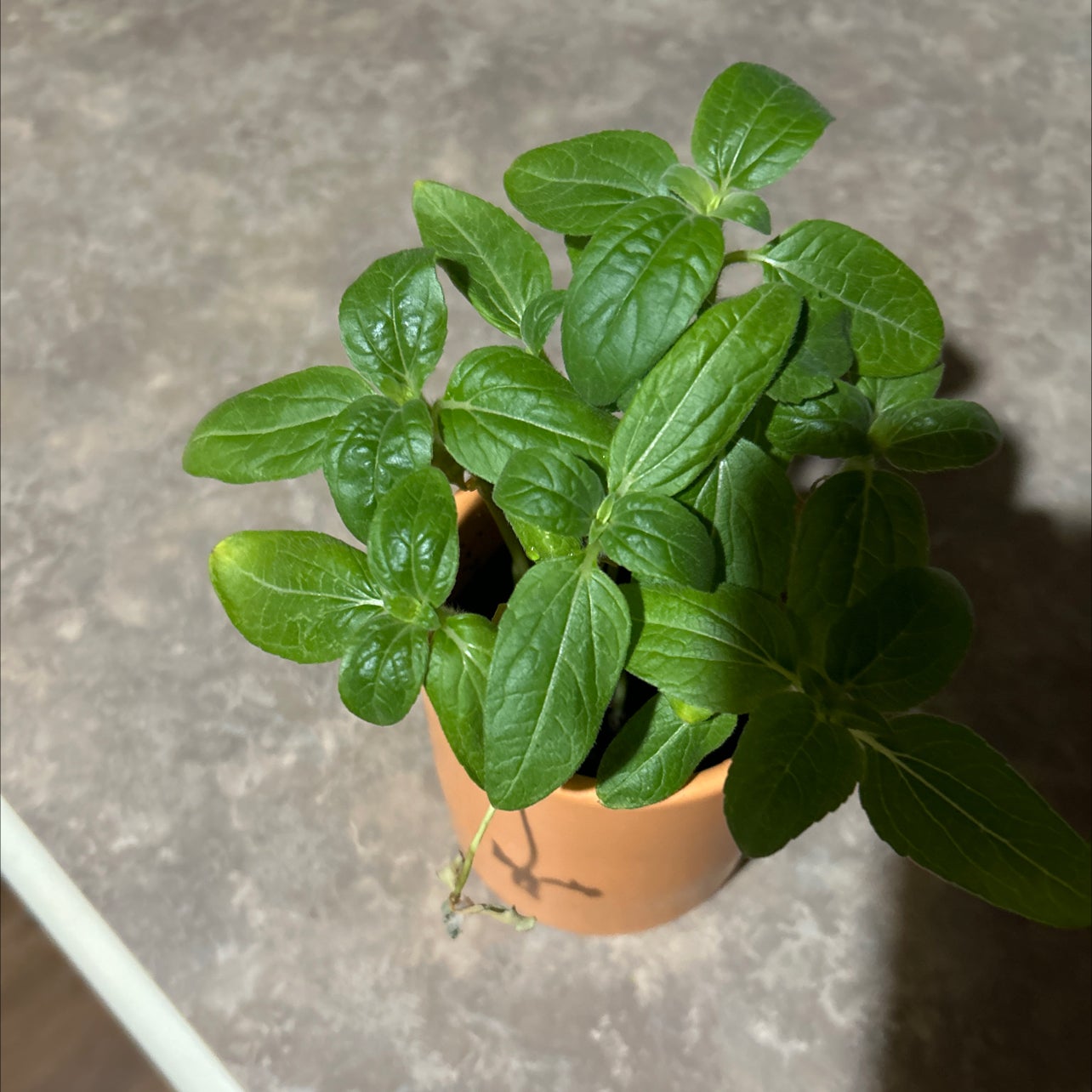 Leaf Erickson | A plant by Mark on Greg