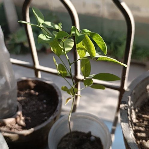 Grandiflorus Pigeon Pea Plant Care: Water, Light, Nutrients | Greg App 🌱