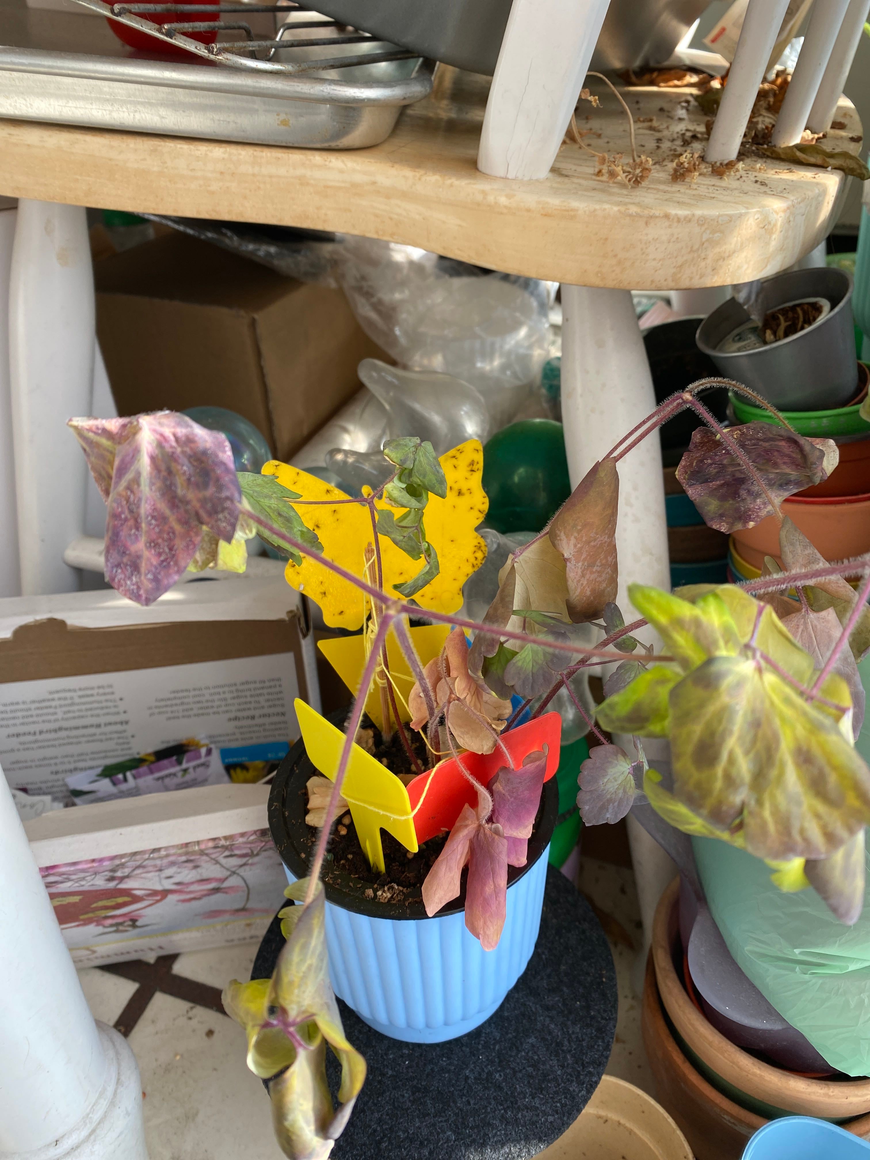 Common Columbine Plant Care: Water, Light, Nutrients | Greg App 🌱