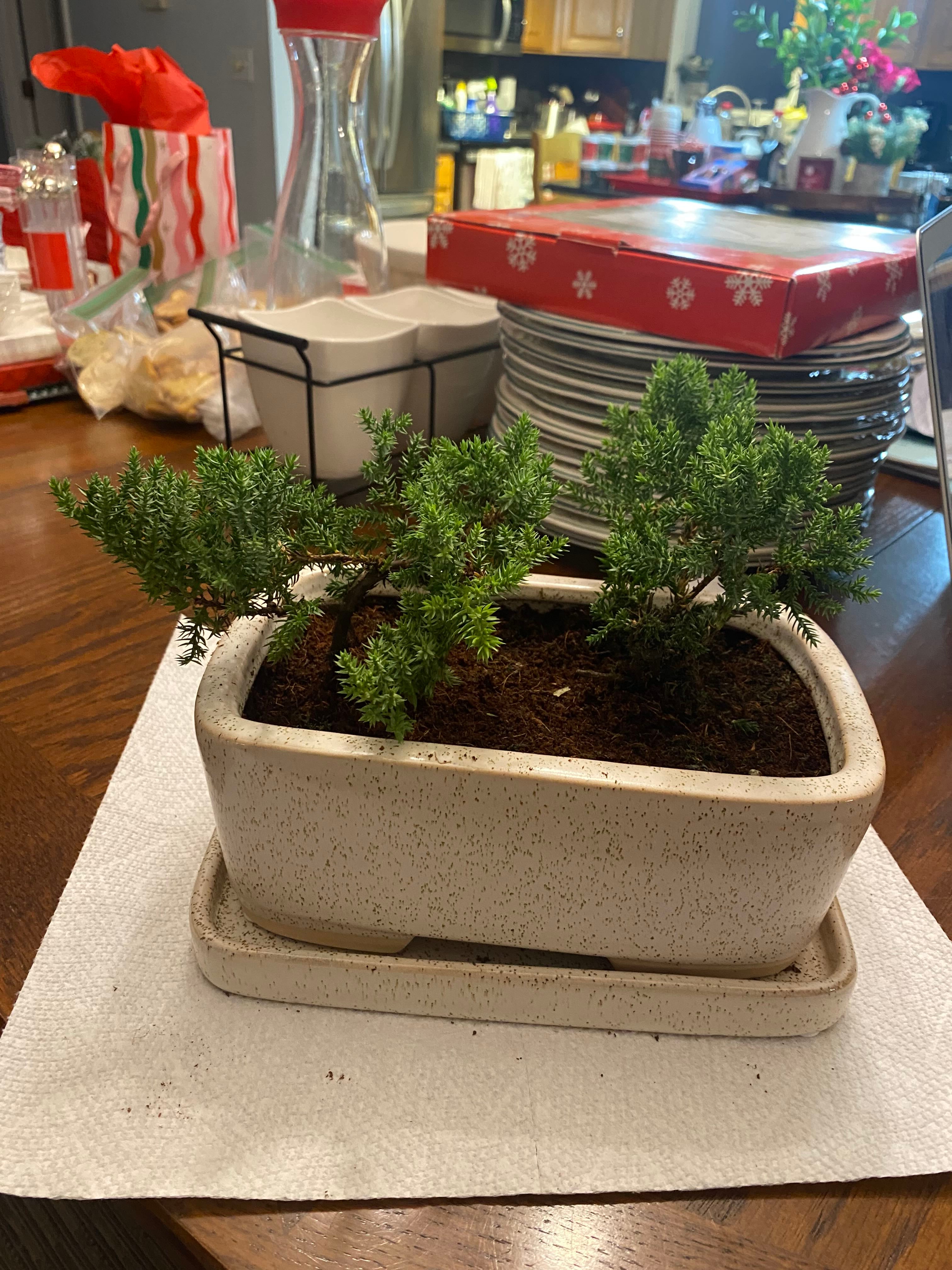 2 Sargent Junipers in one pot?