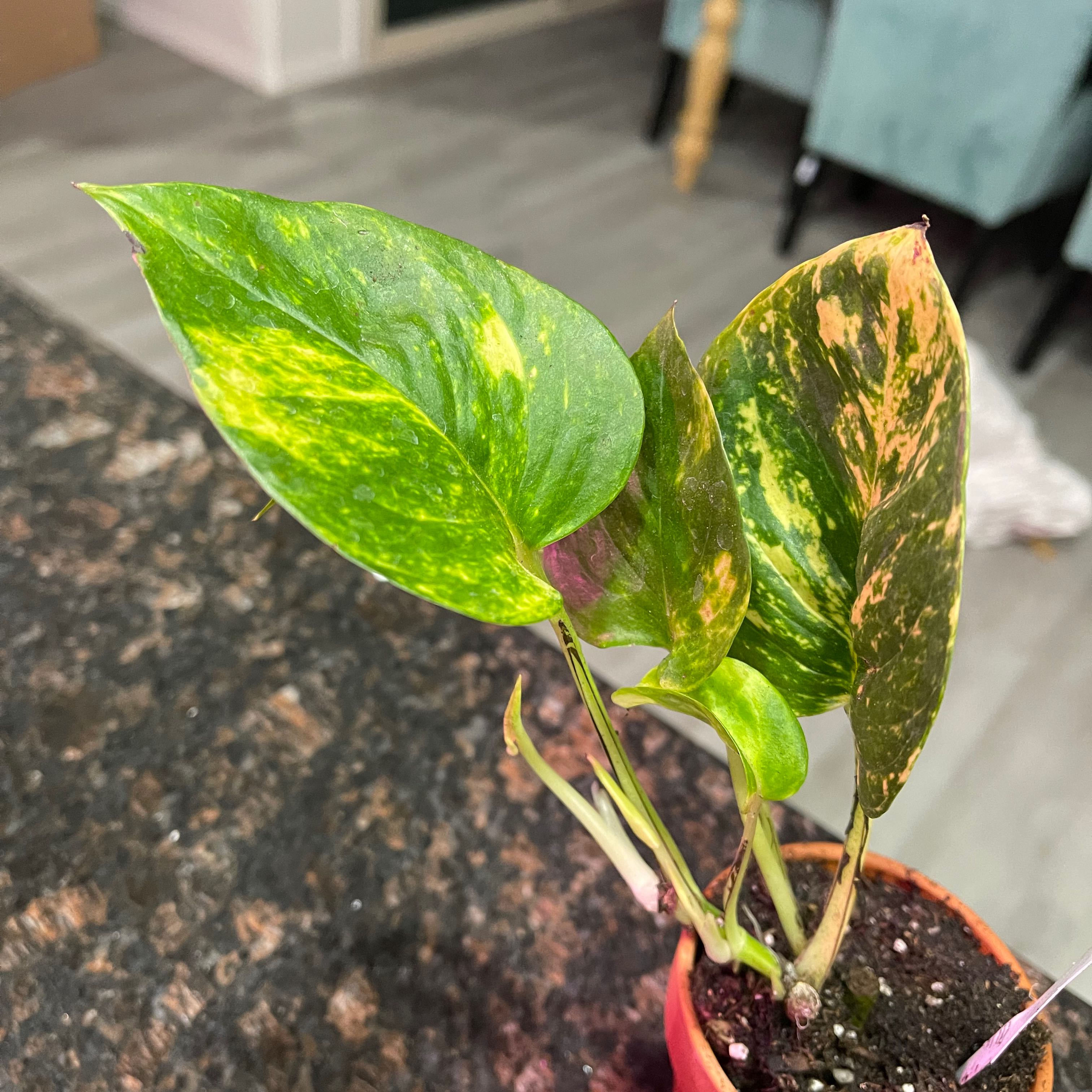 💧 Why Are My Hawaiian Pothos Leaves Mushy?