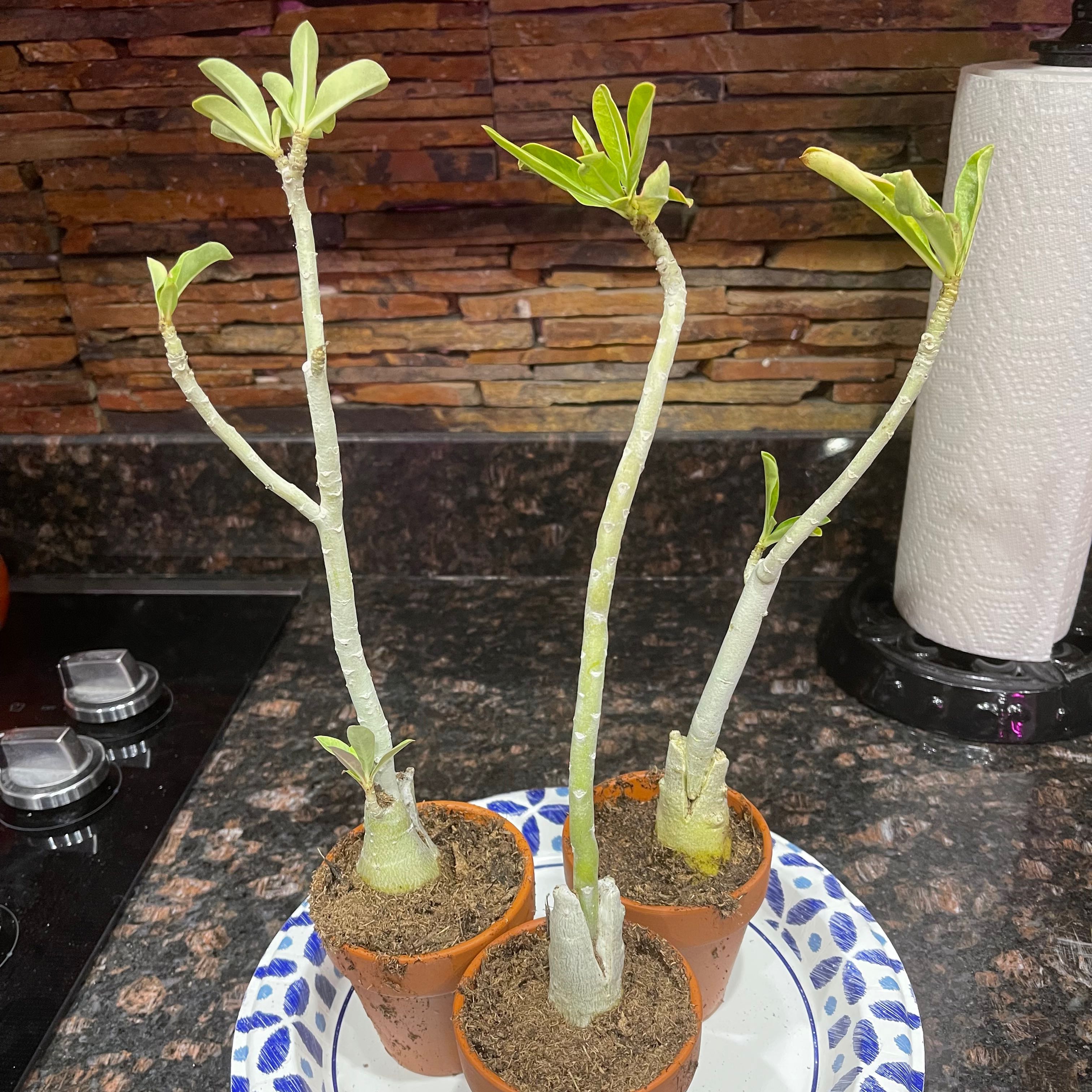 Soil Recommendations For Desert Rose Plant