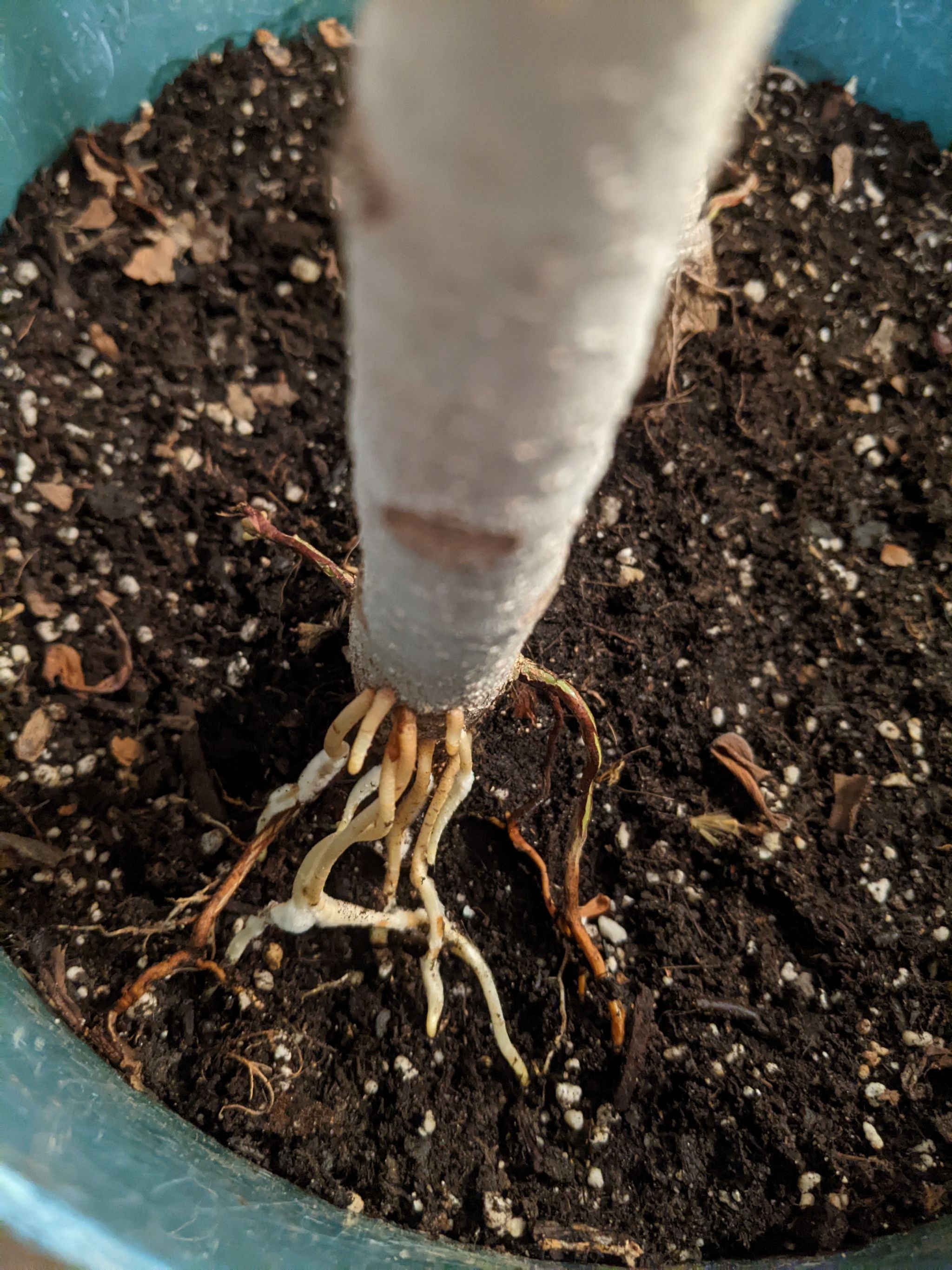 Cover these roots?