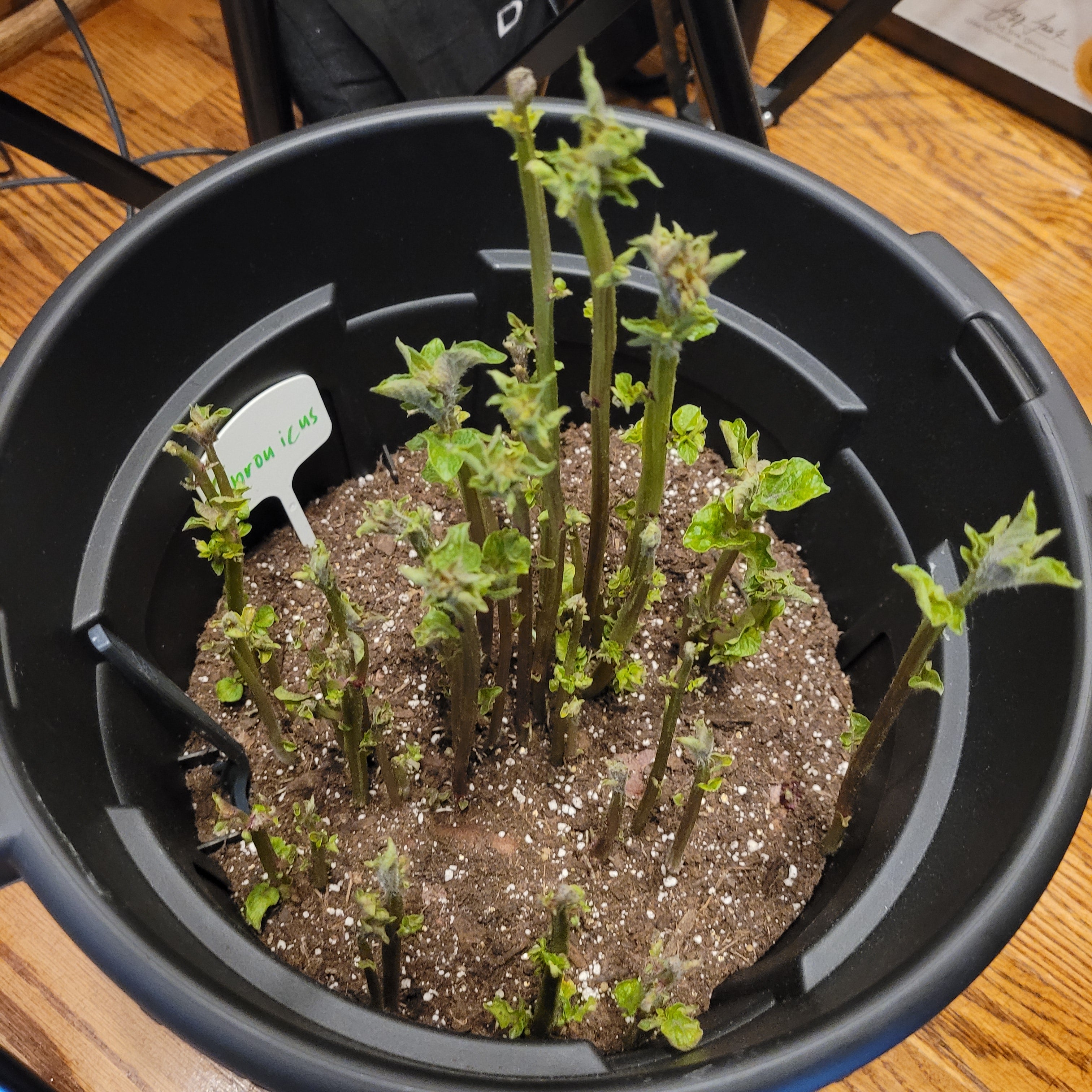 Best Soil Potting Mix for Potato 🥔