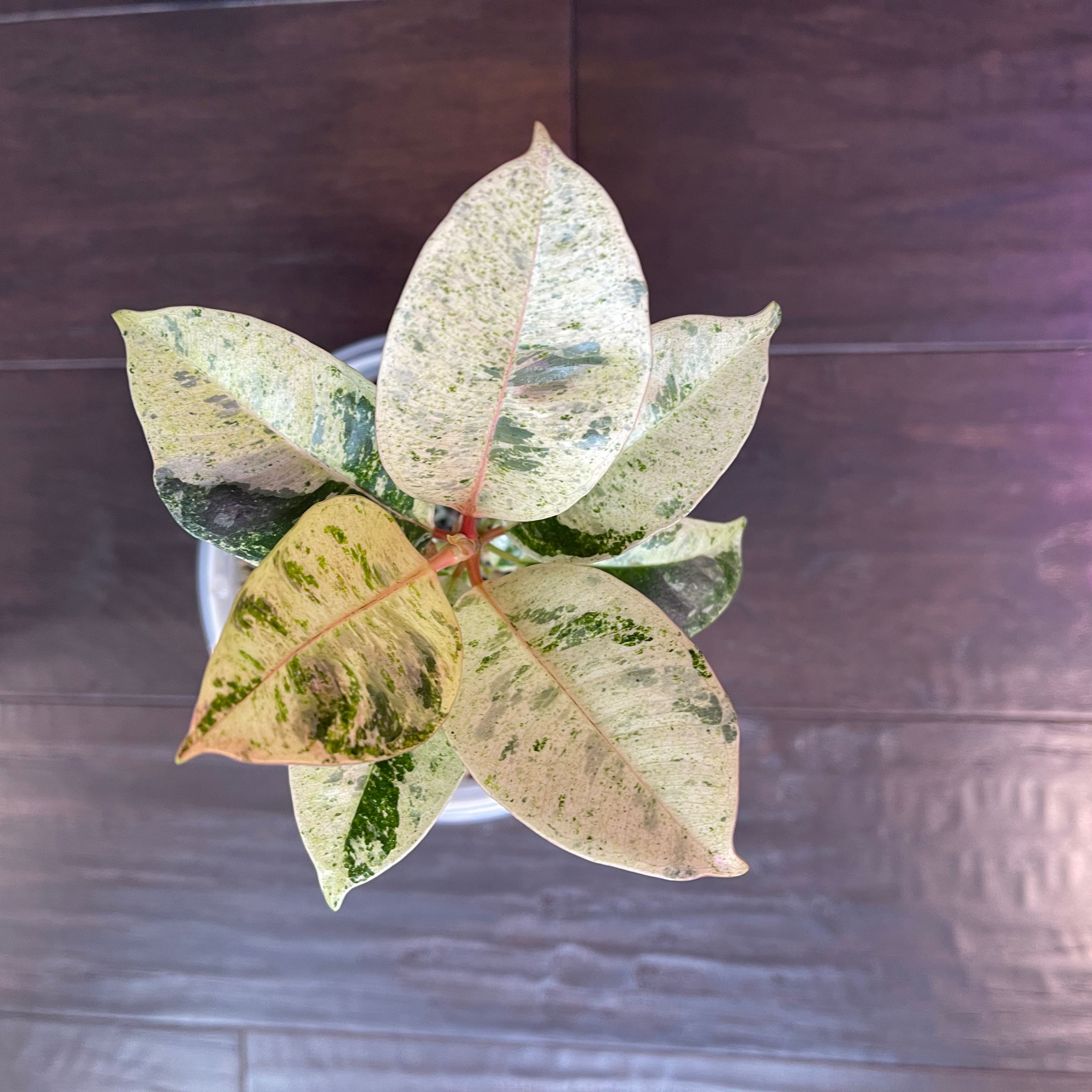 What Are The Bugs on My Ficus elastica 'Shivereana'? 🐛