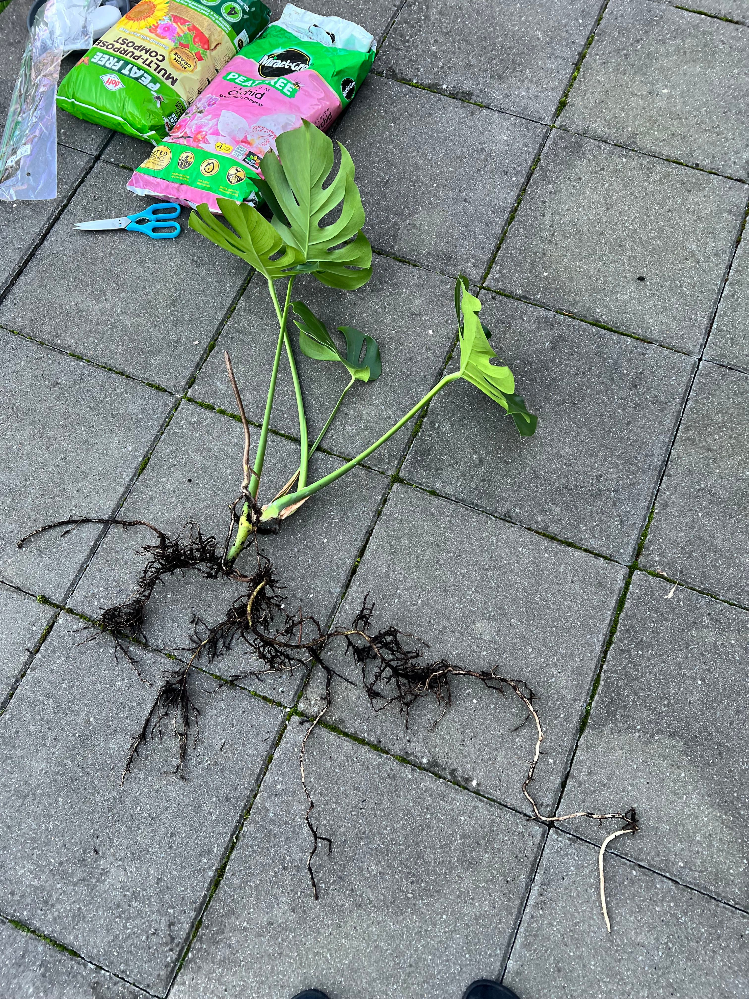 Scared to water my peace lily and cheese plant