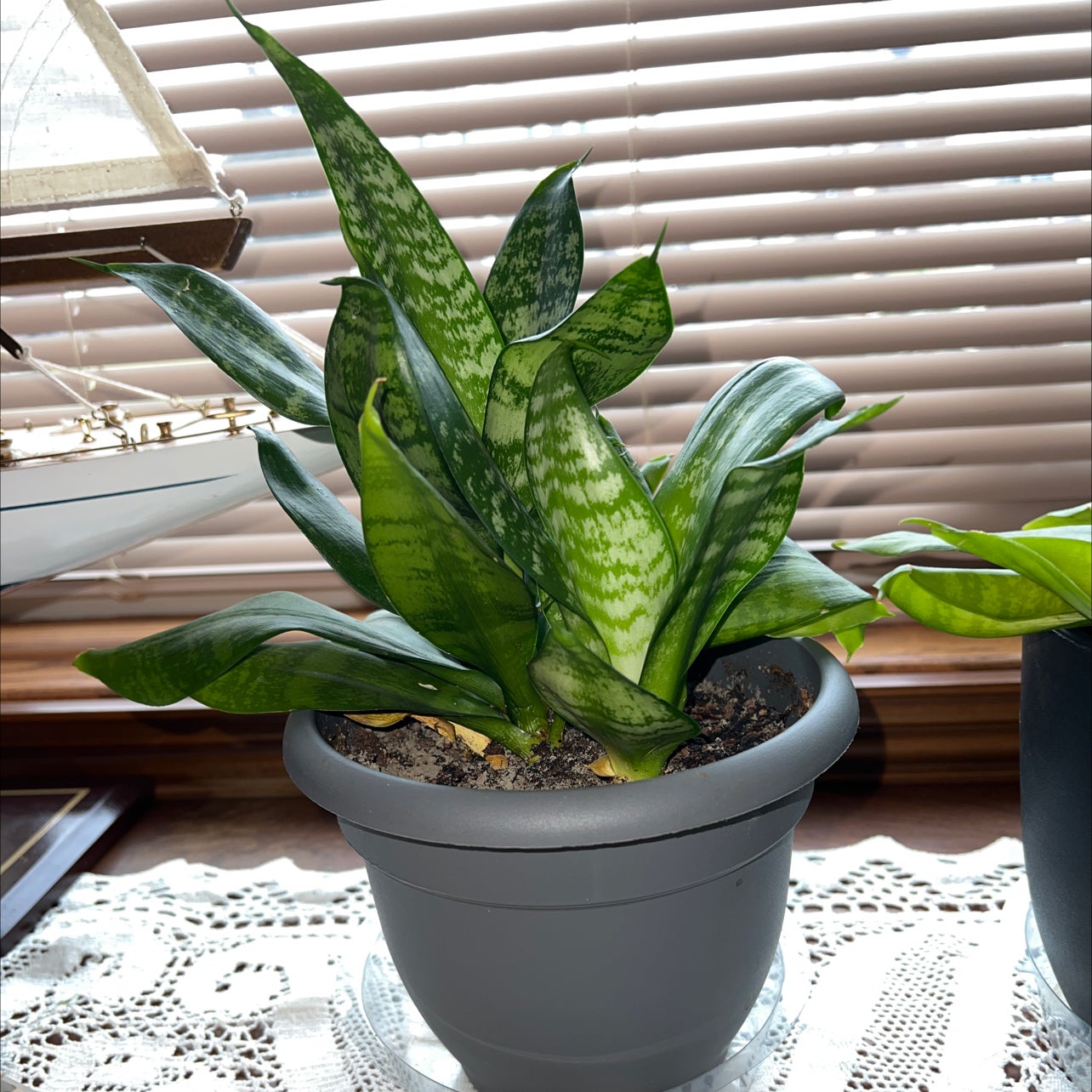 🐛 What To Do About Bugs on My Forest Star Snake Plant?