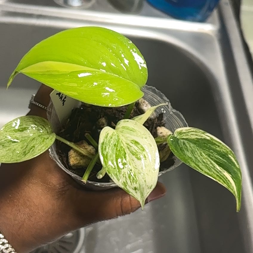 The Complete Variegated Scindapsus Plant Care Guide: Water, Light & Beyond