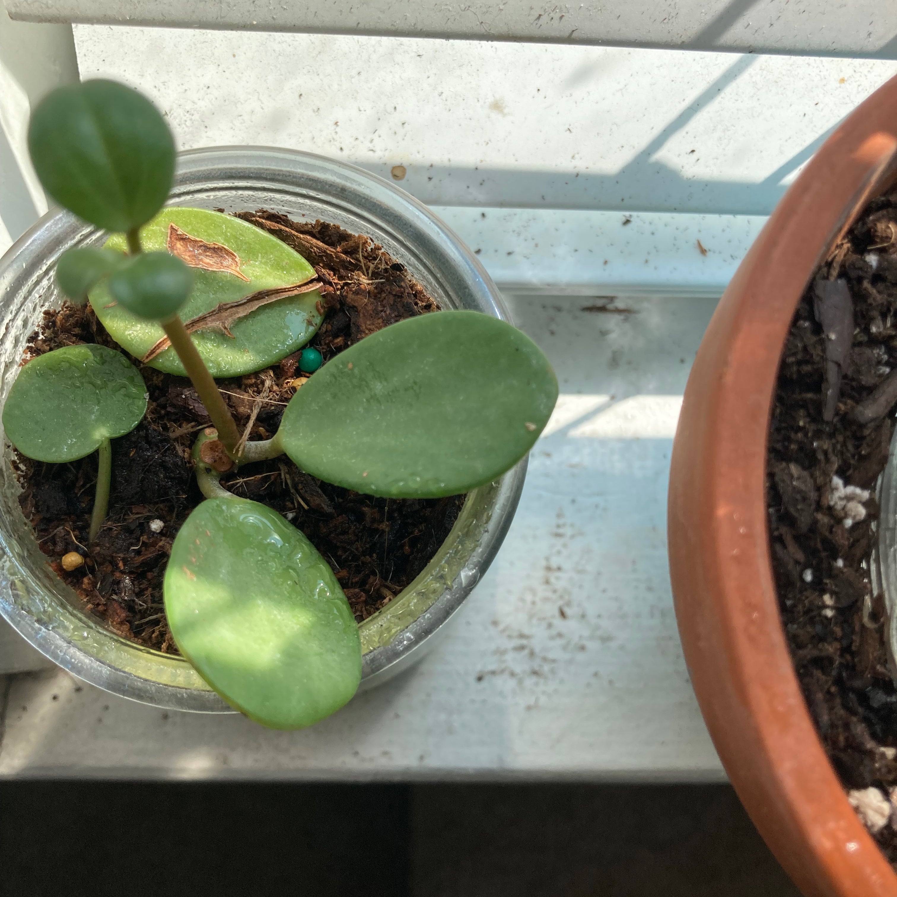 Why Are My Peperomia 'hope' Leaves Mushy? 😢