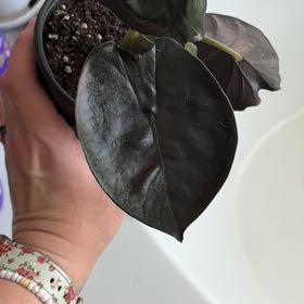 Alocasia Infernalis Black Plant Care: Water, Light, Nutrients | Greg App 🌱