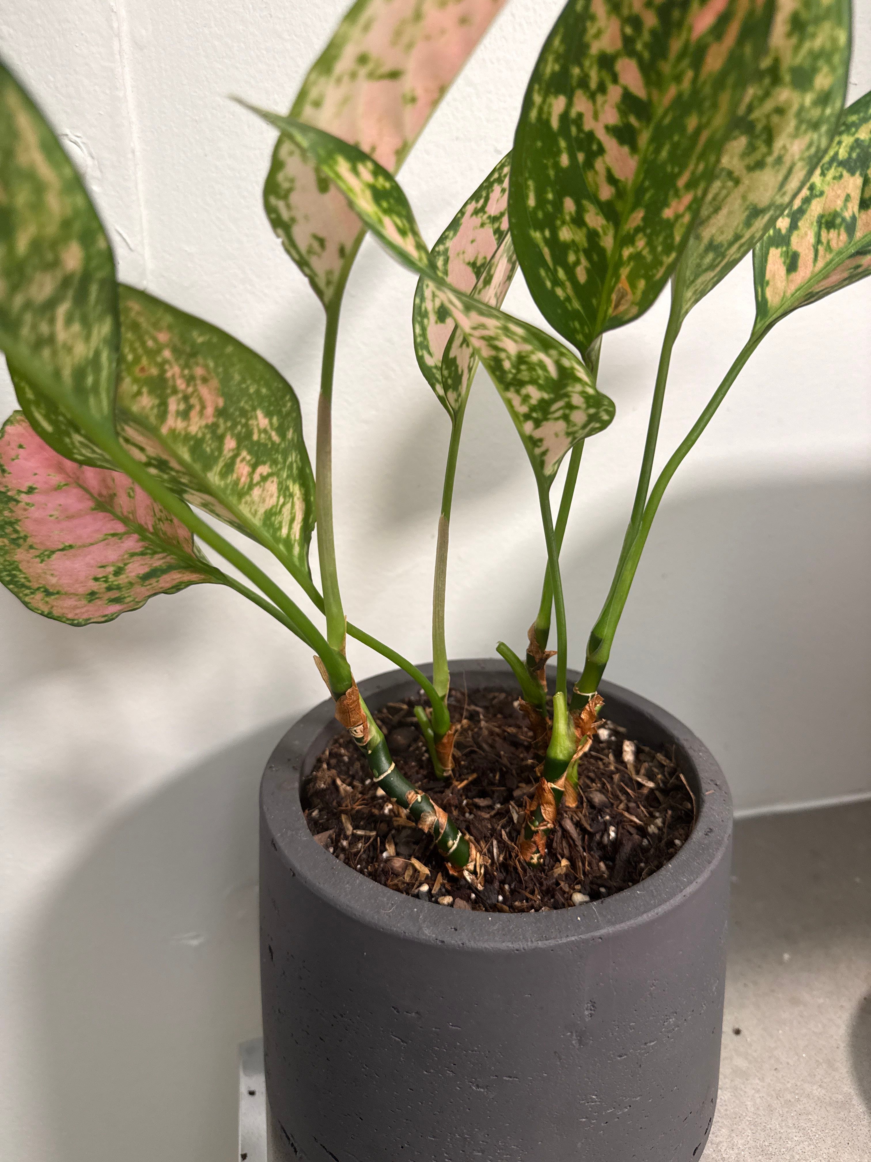 Just repotted plant. Need beginner advice.