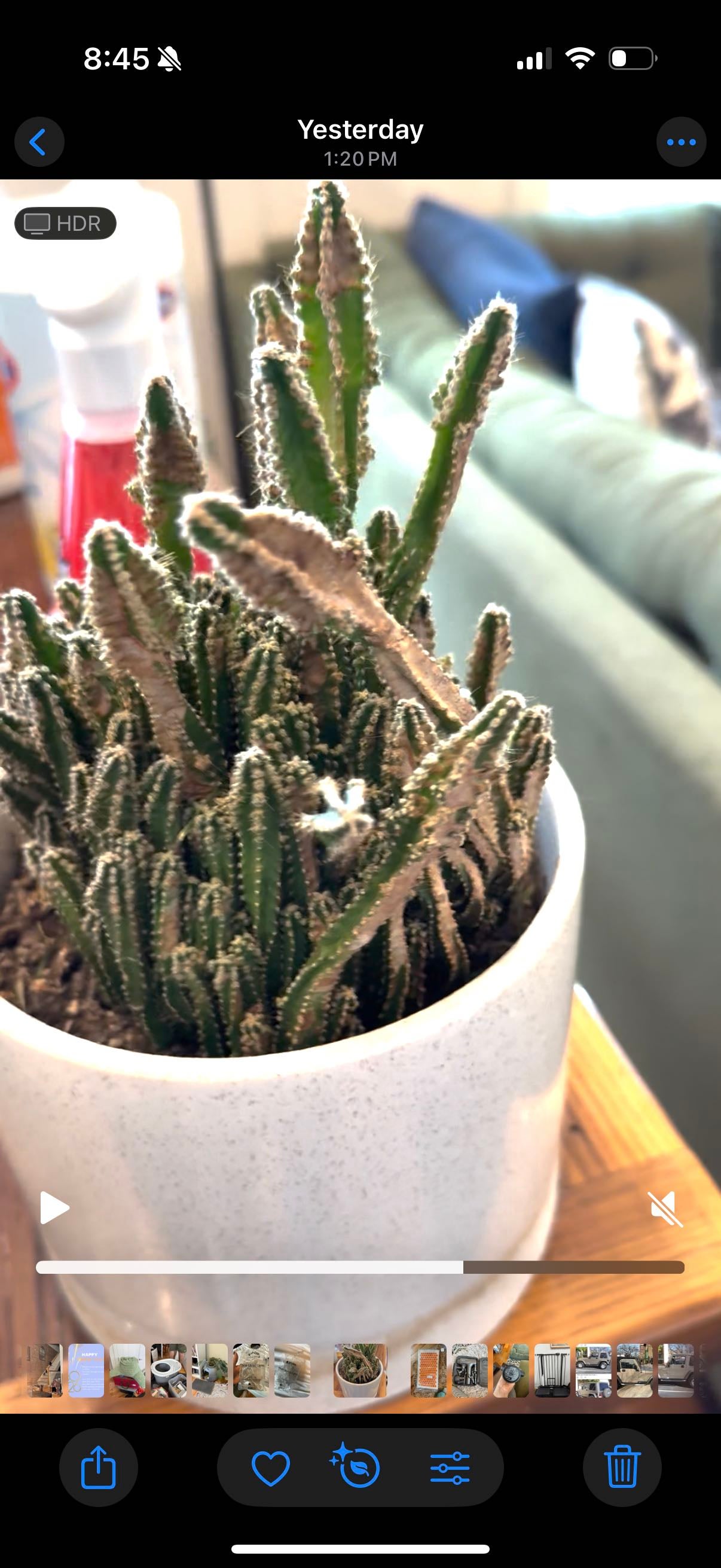 Advice on what’s going on with my cactus? Is this rot? De...