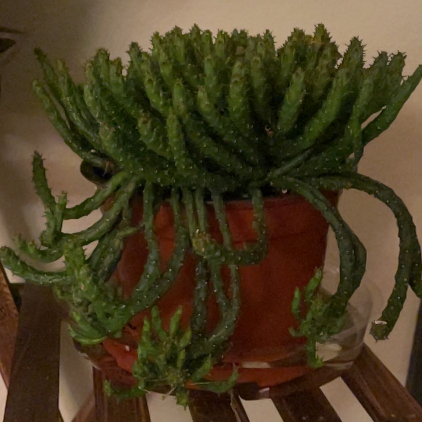 🐛 What Are The Bugs on My Medusa's Head?