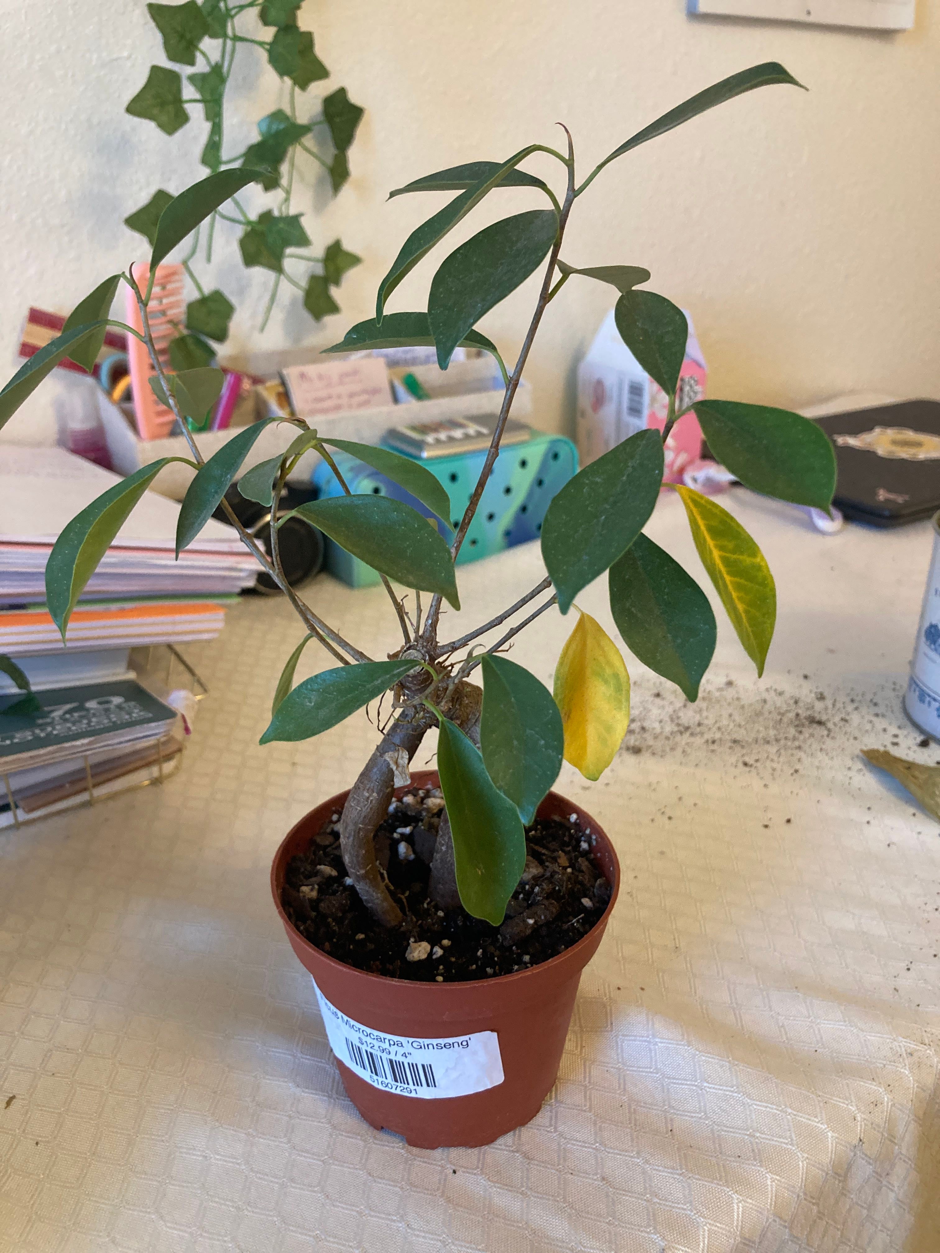 Why is my ficus ginseng’s leaves yellowing?