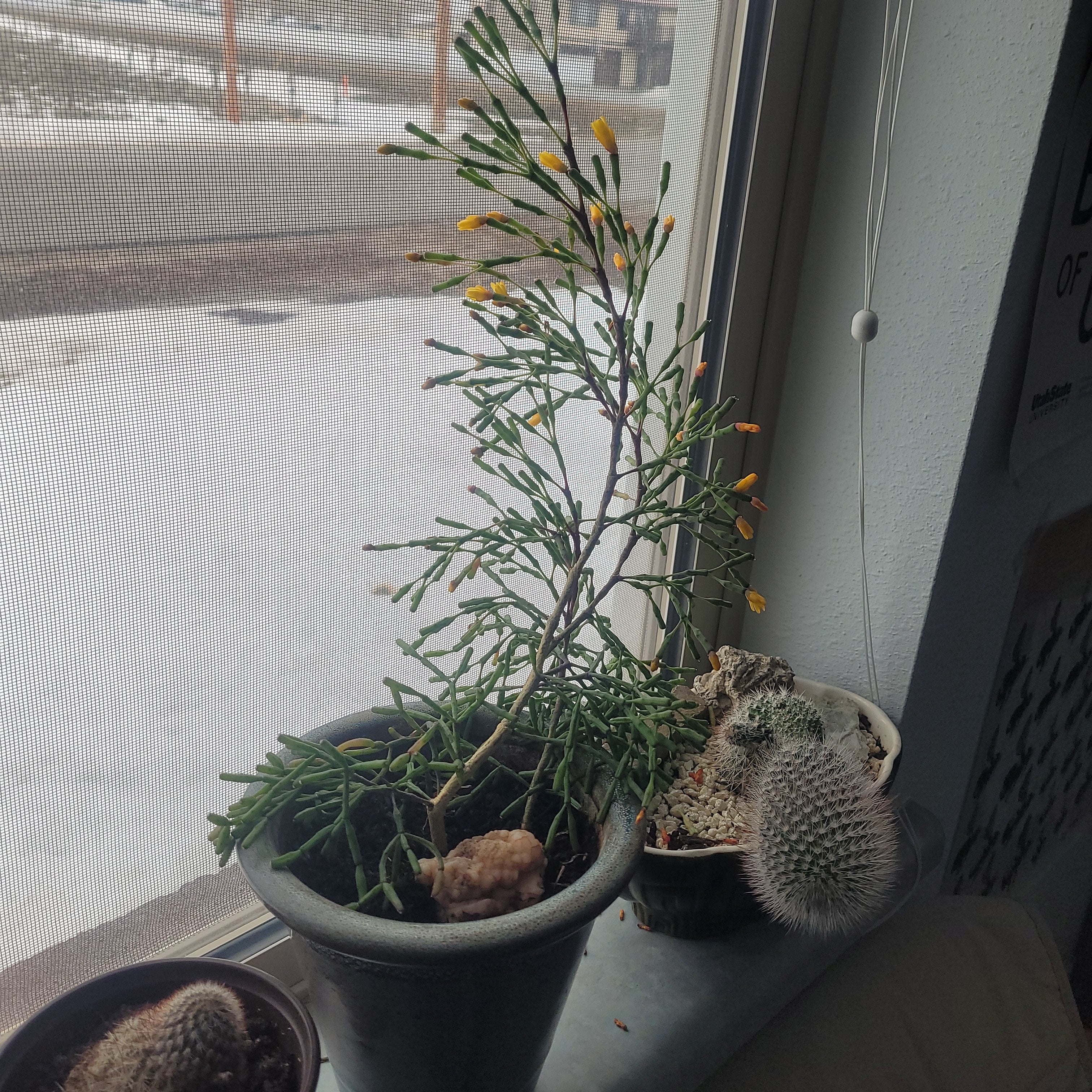 Dancing Bones Care 101: Water, Light & Growing Tips