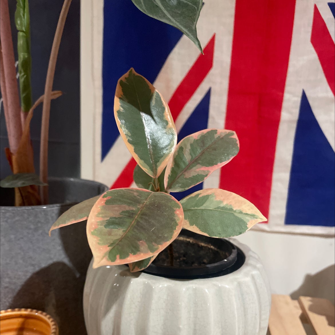 🌡 What Temperature Does My Ficus Decora Need?