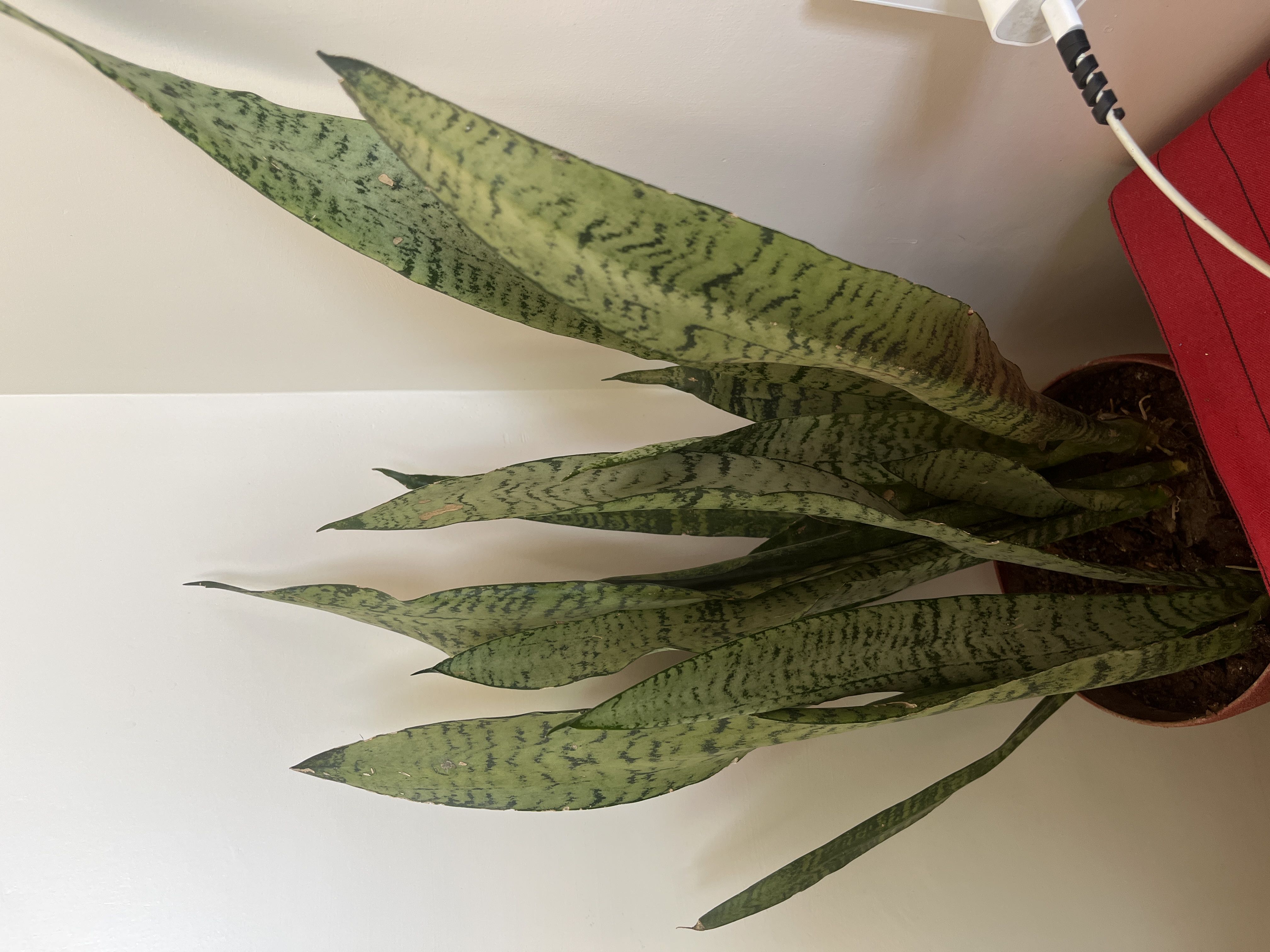 My snake plant leaves are curling inwards