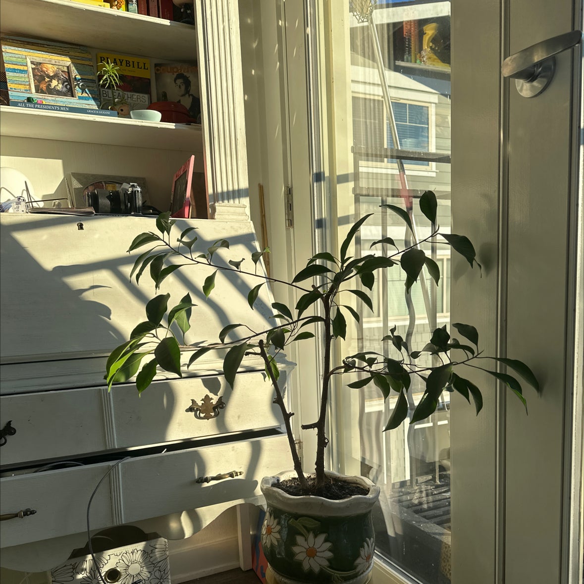 Diagnosing Ficus Ginseng Root Rot