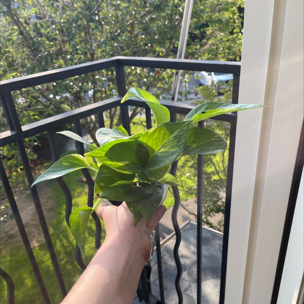 How To Get A Golden Pothos To Bloom