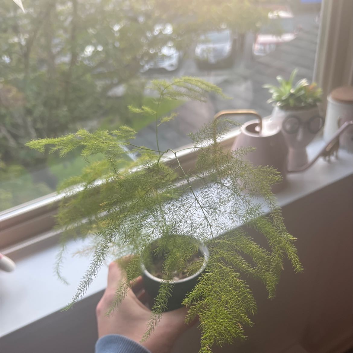 How To Know When To Repot An Asparagus Fern?