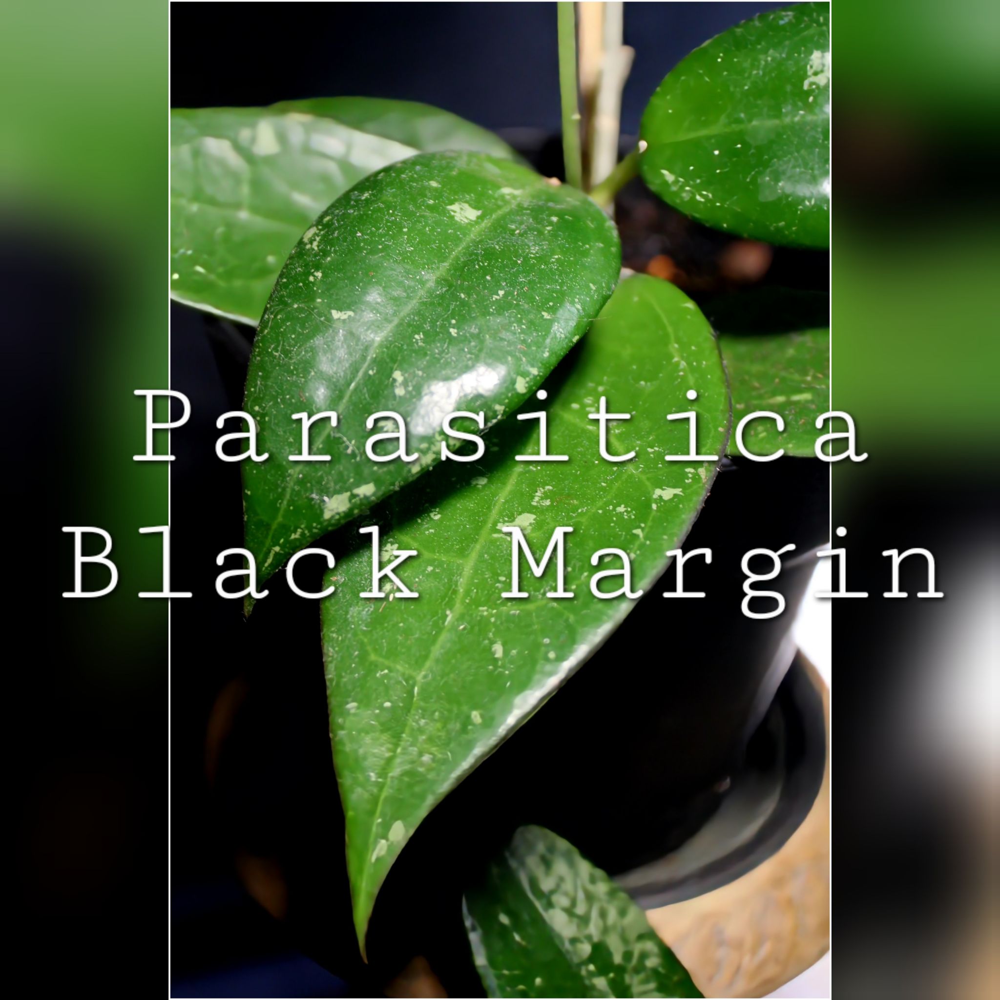 Personalized Black Margin Hoya Parasitica Care: Water, Light, Nutrients ...