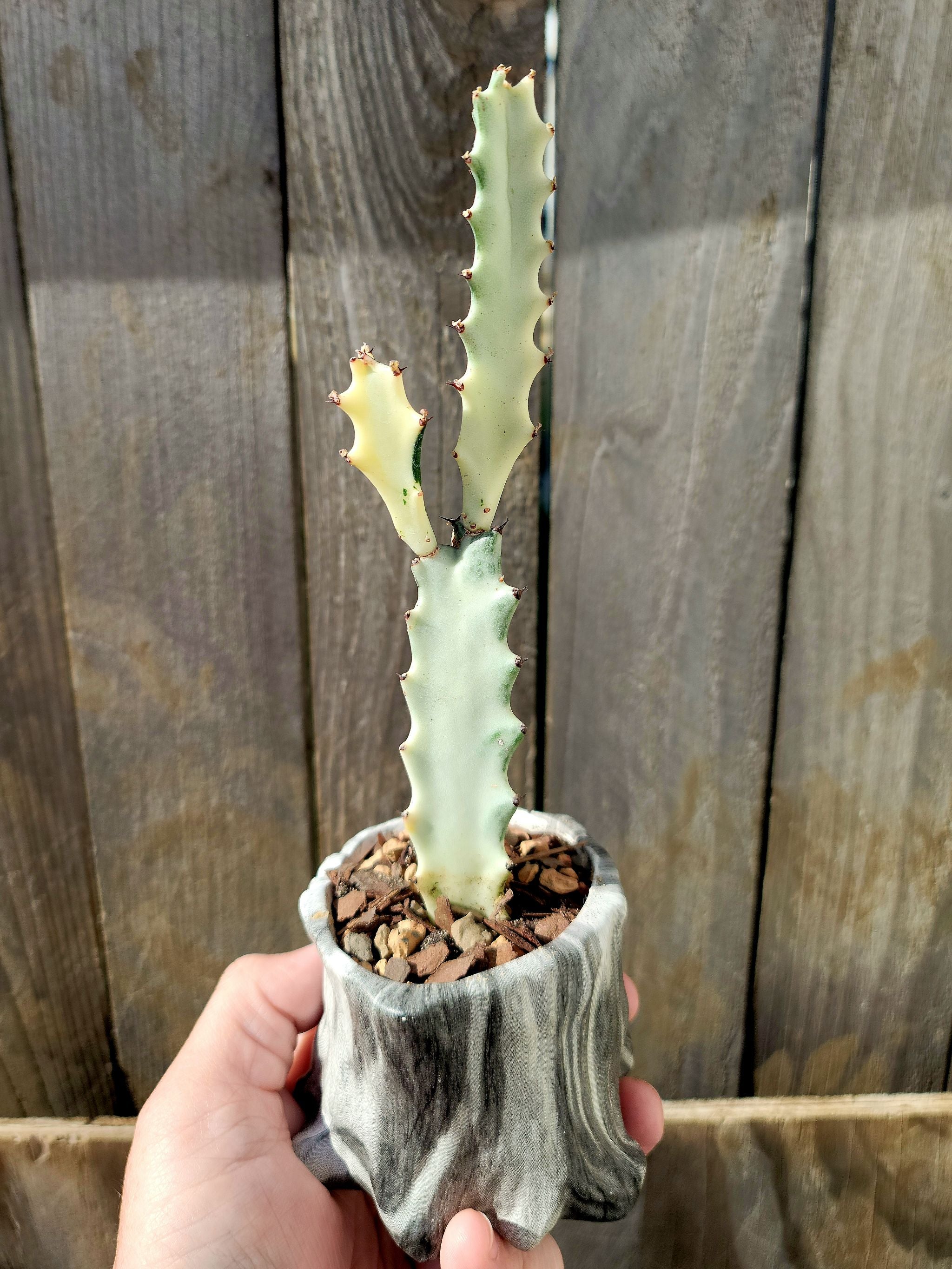 Euphorbia 'White Ghost' turning into a tree?