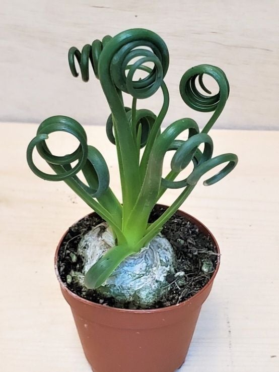 Show me your funky cacti and succulents!