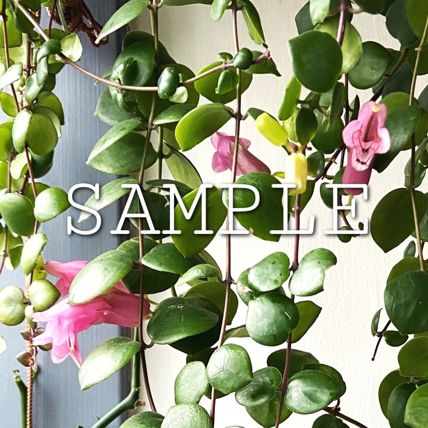 Lipstick Plant Plant Care: Water, Light, Nutrients | Greg App 🌱