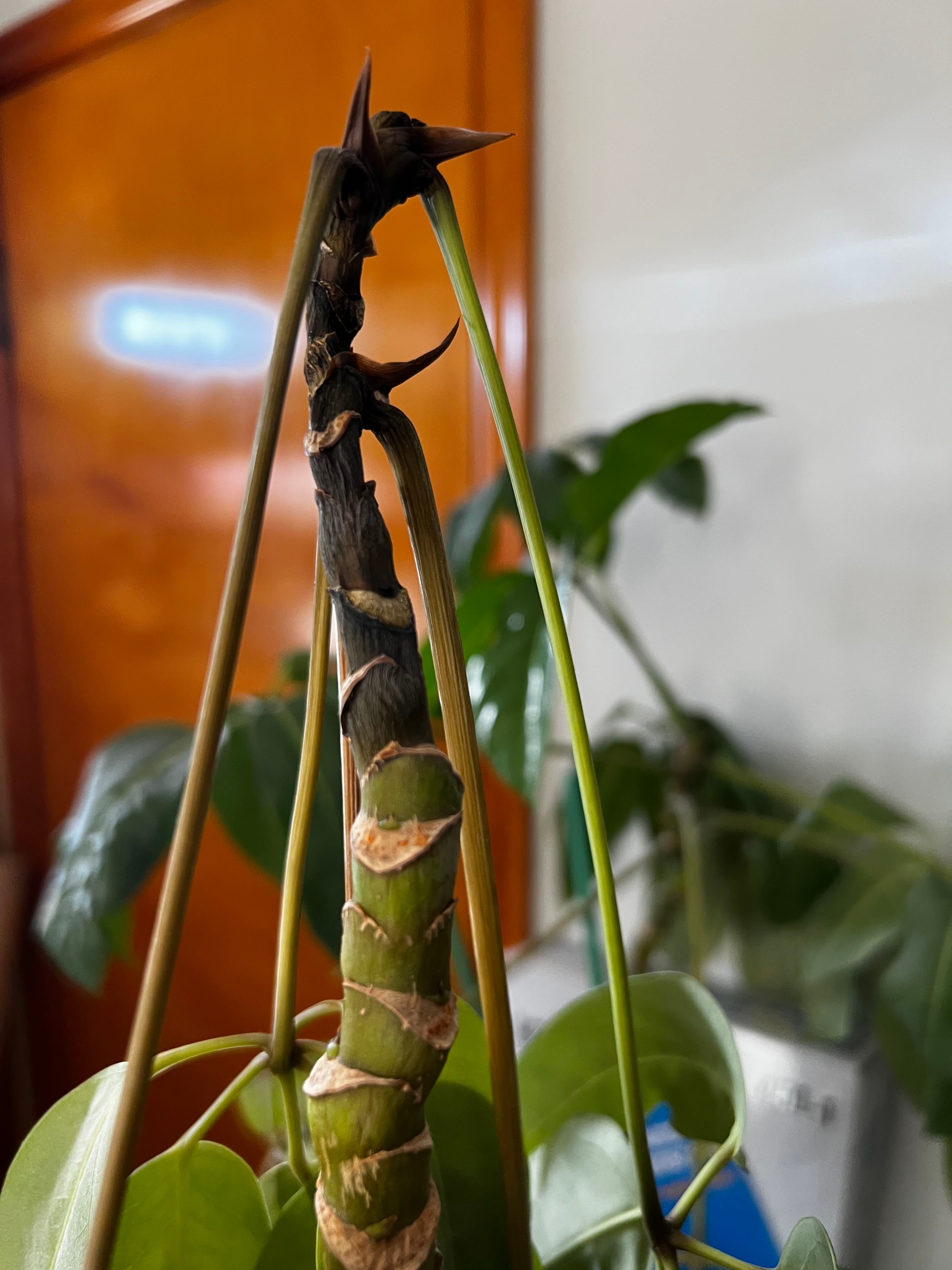 💡 Ultimate Guide to Solving Schefflera Problems