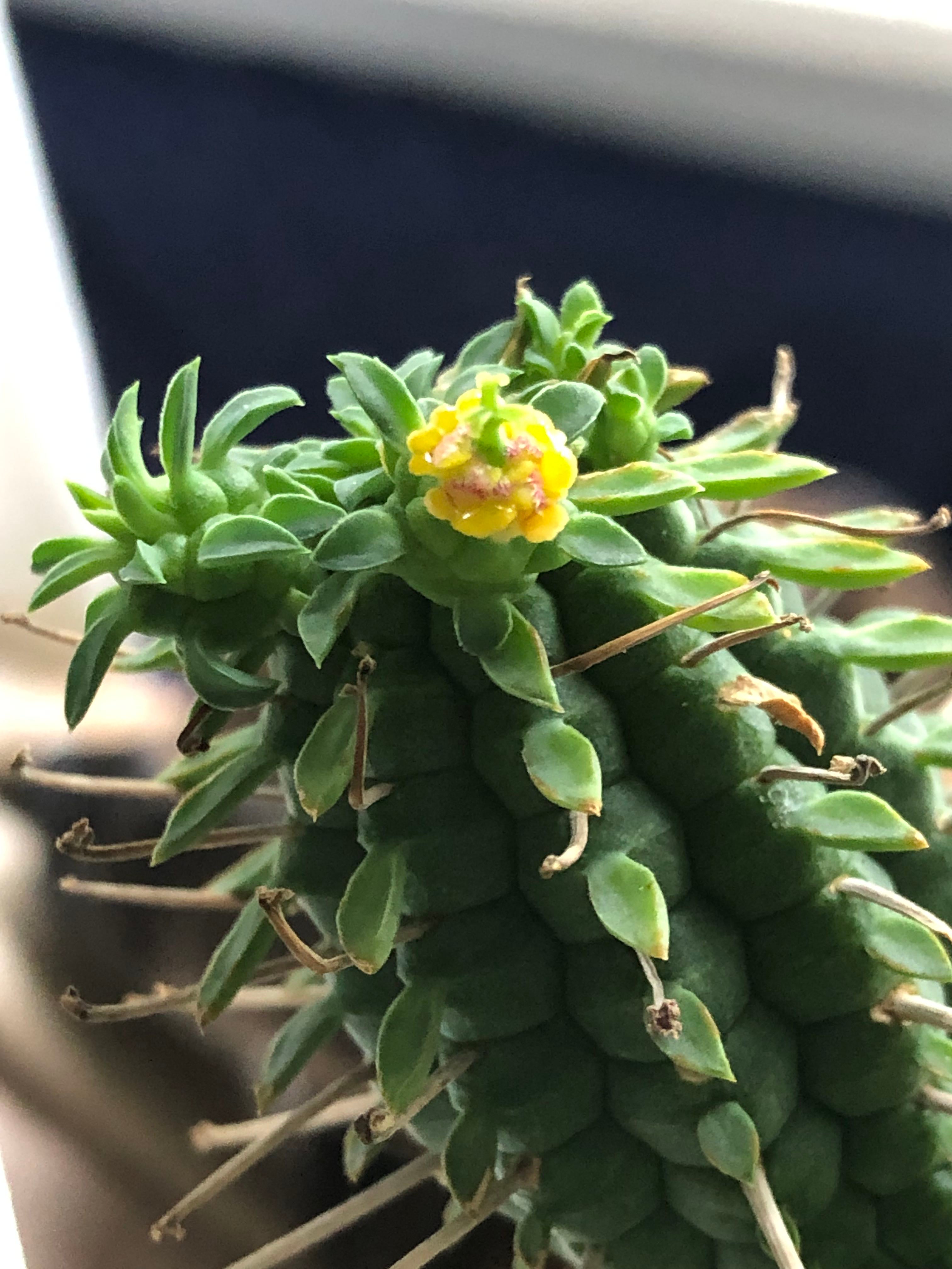 The Complete Variegated Corncob Cactus Plant Care Guide: Water, Light ...