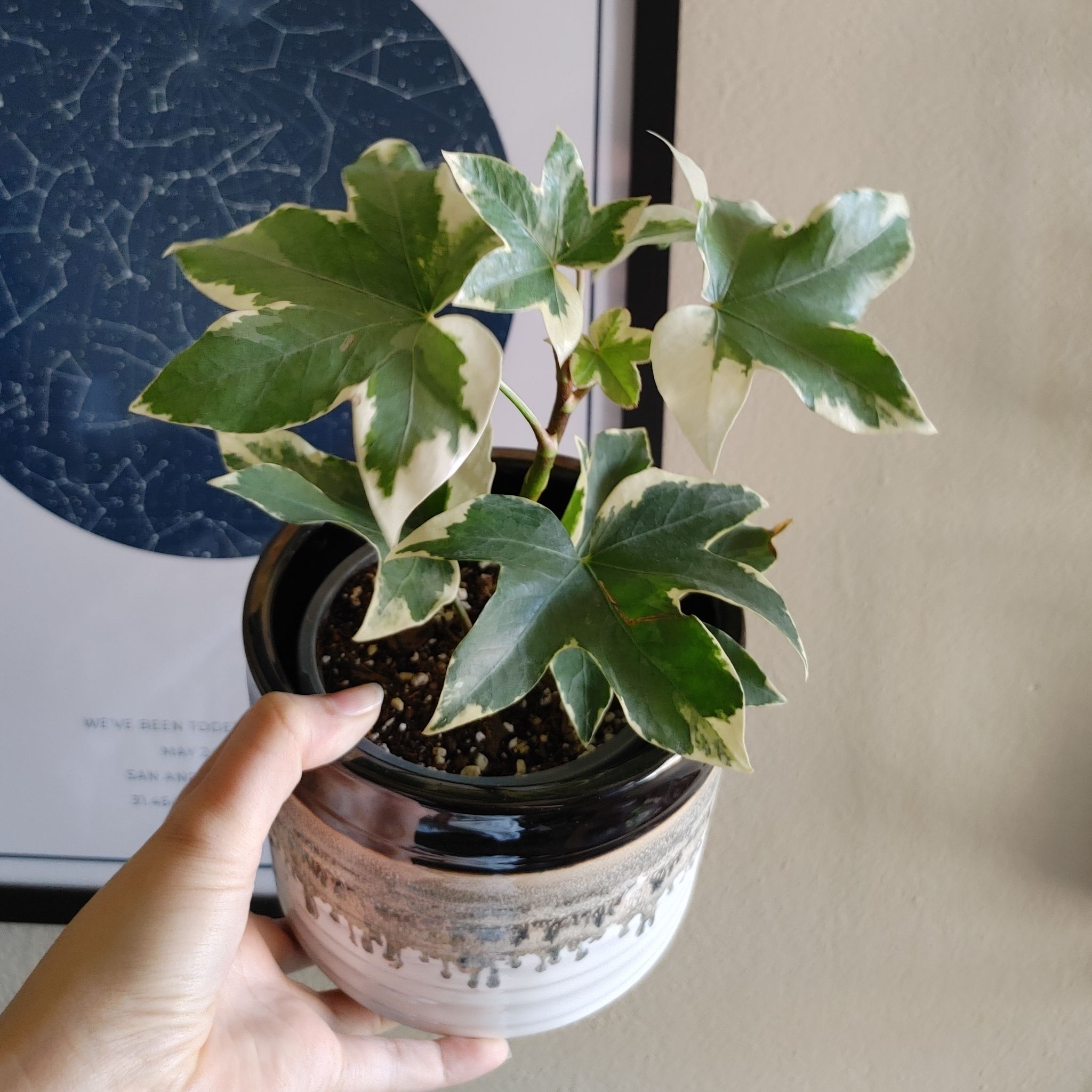 Pia Tree Ivy | A plant by @Amdlujan on Greg