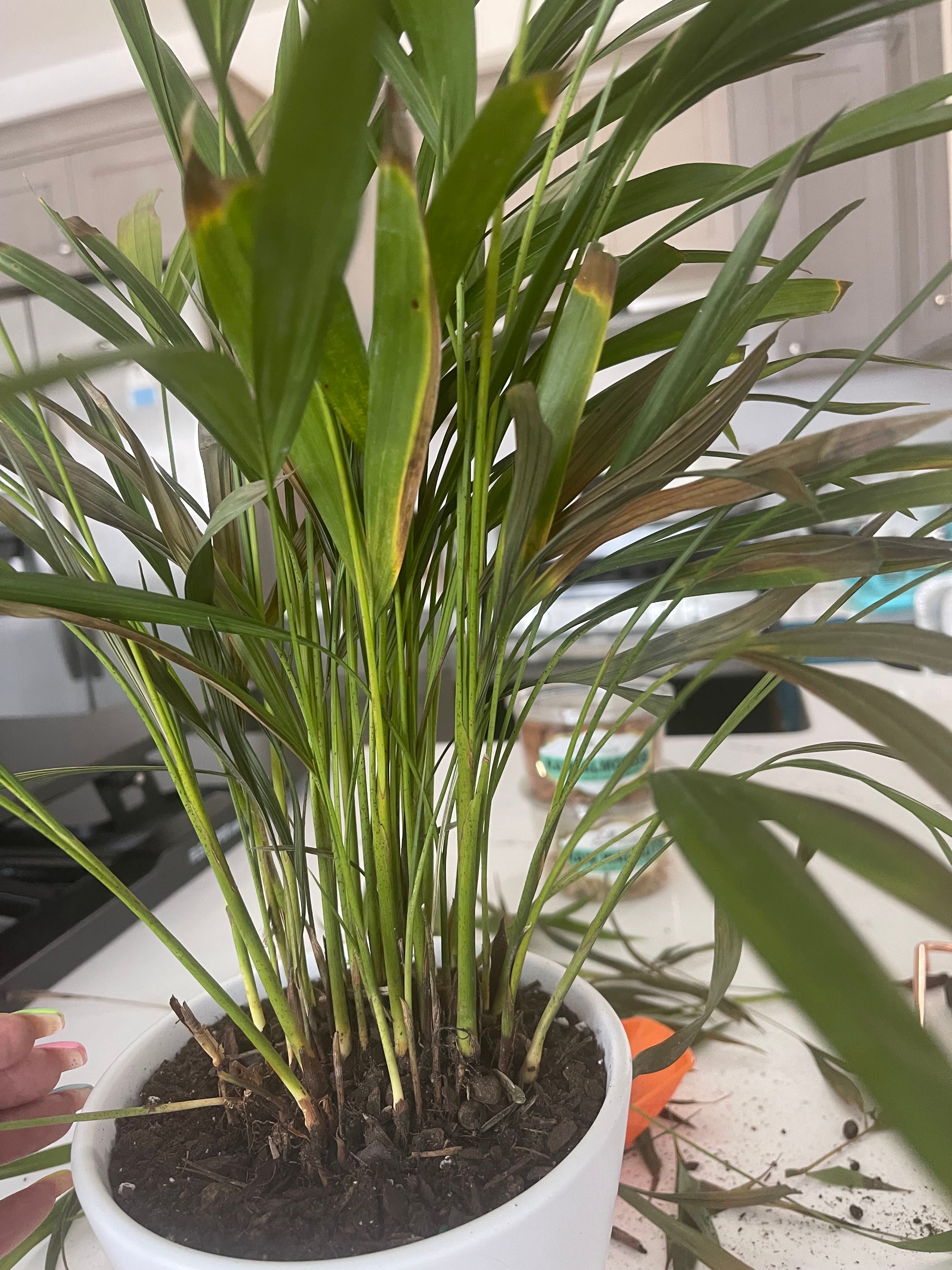 Reviving my Otis twins with #PlantTherapy