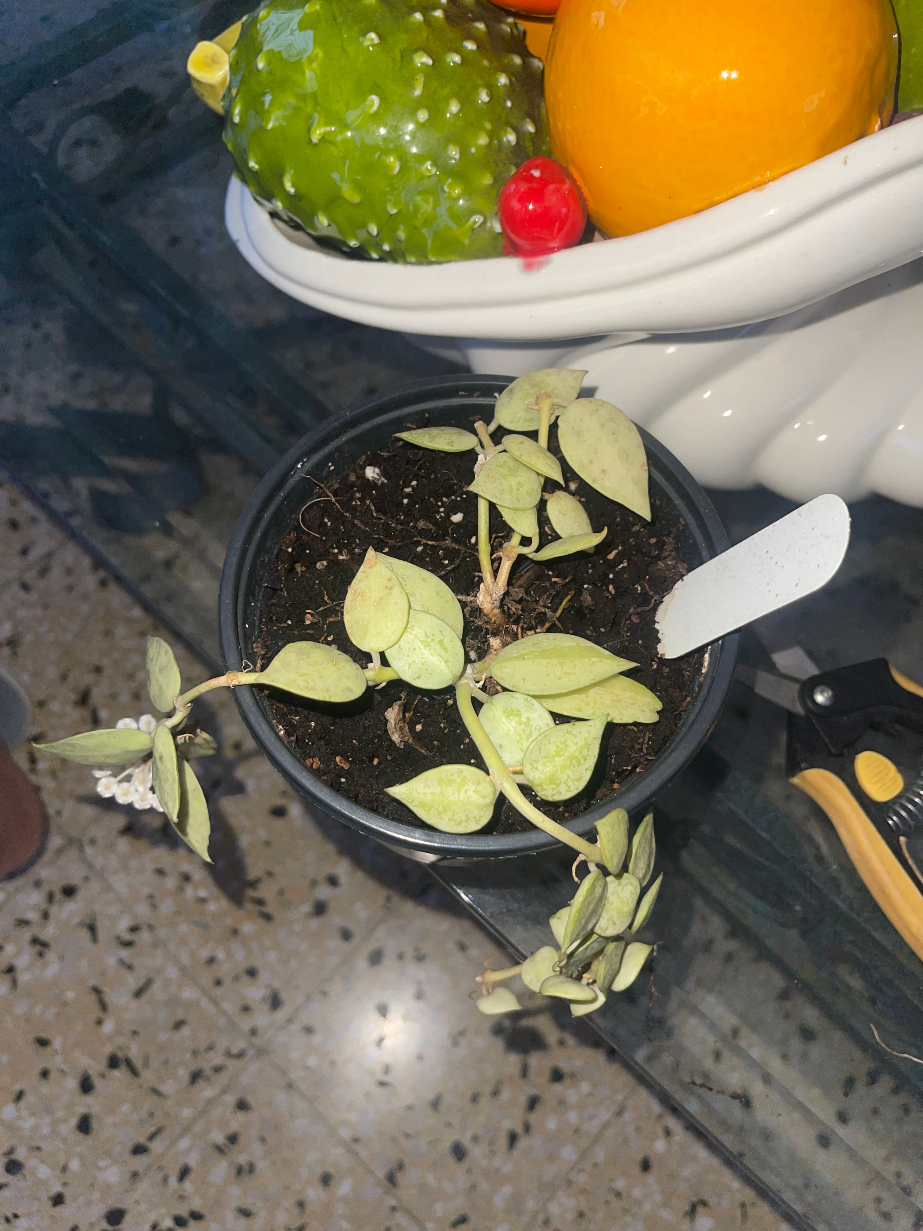 How to Recognize and Treat Root Rot in Your Hoya curtisii