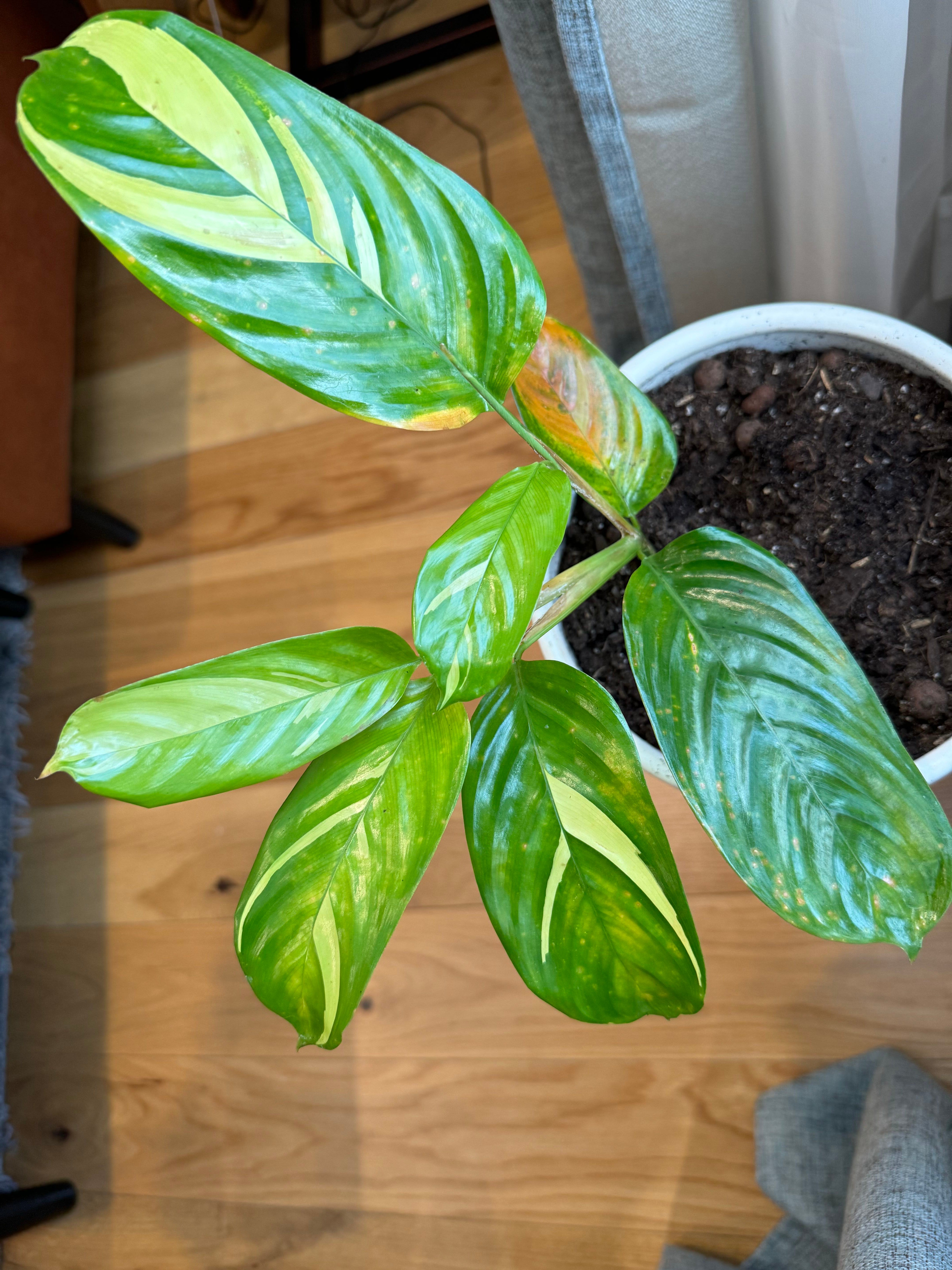 Golden Mosaic Plant Plant Care: Water, Light, Nutrients | Greg App 🌱