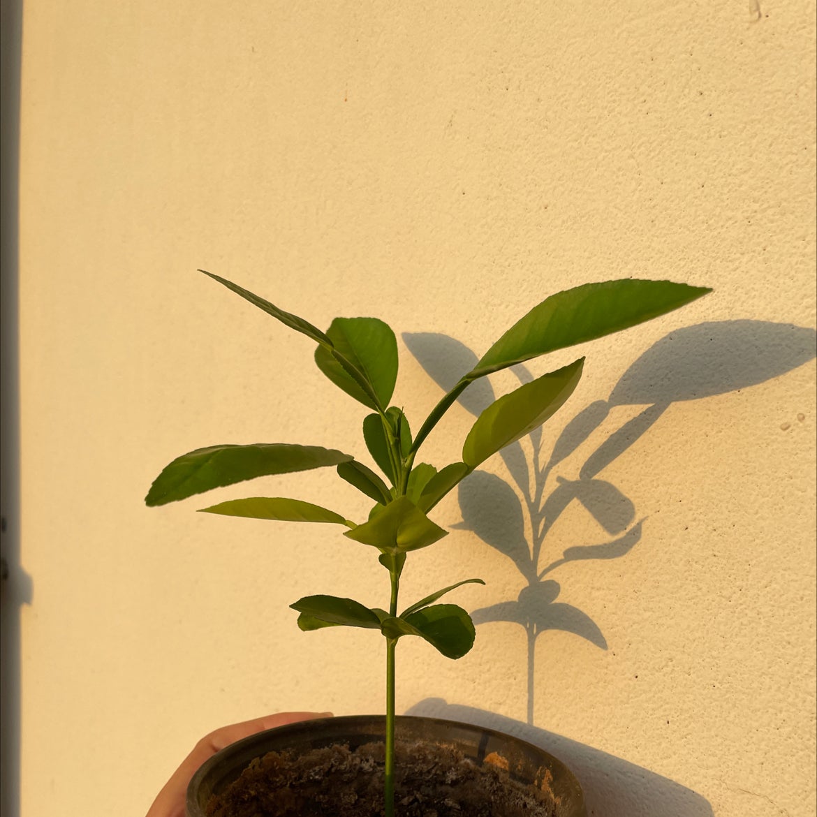 🍊 Propagating Pomelo: Step-by-Step Guide