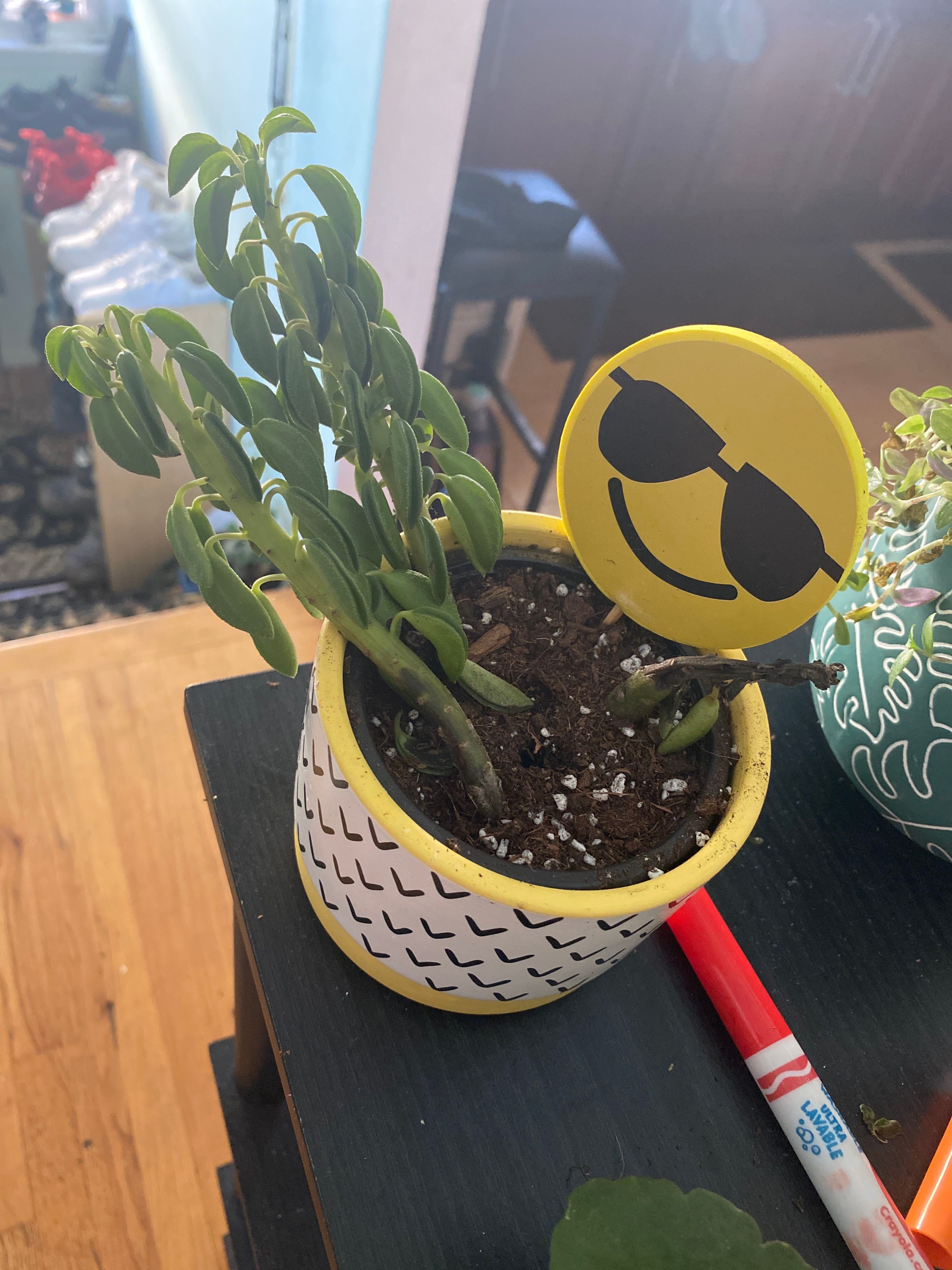 Taco Plant Plant Care: Water, Light, Nutrients | Greg App 🌱