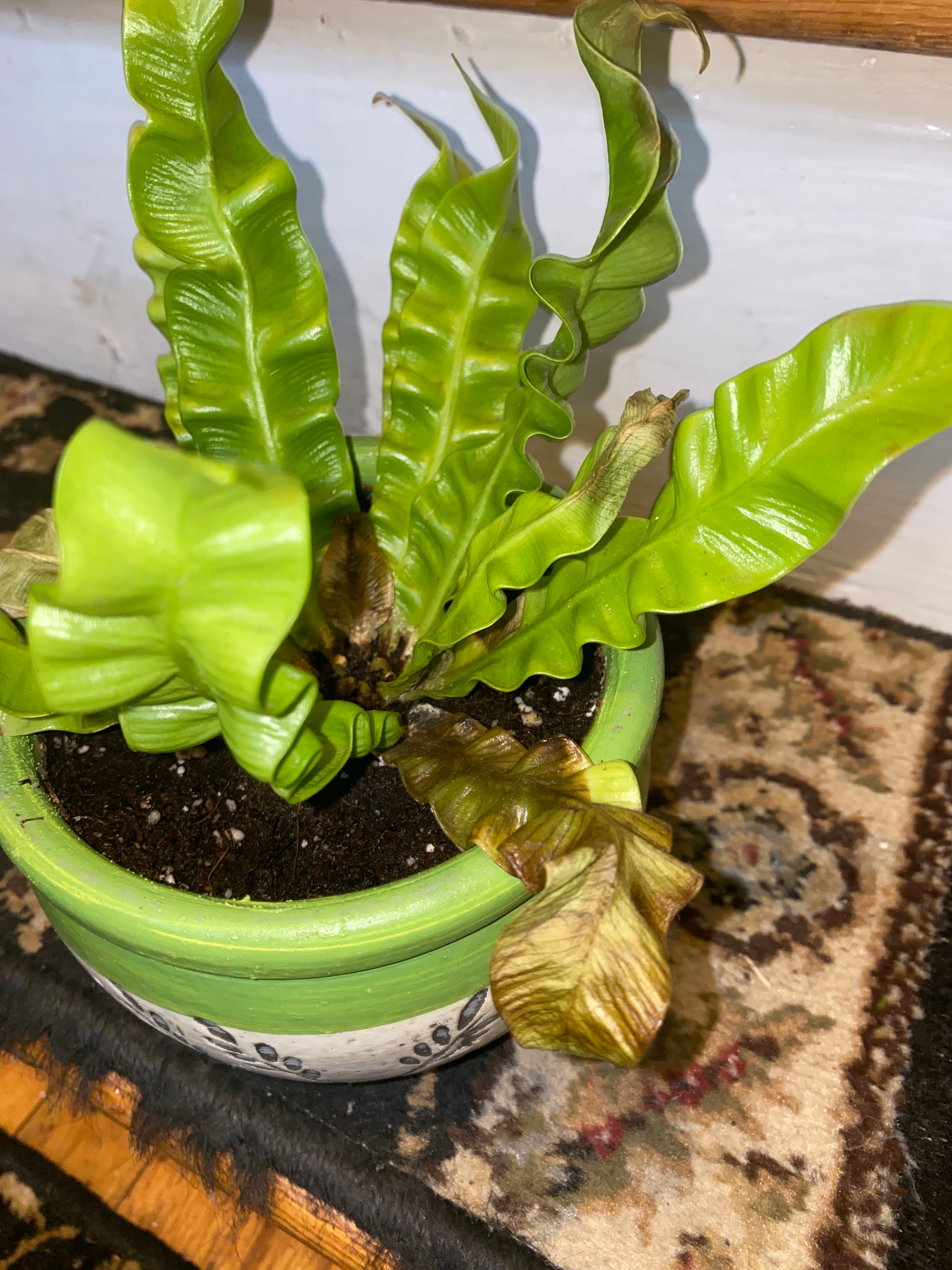 Crispy Wave Fern: How Much Water & Light Does it Need to Thrive?