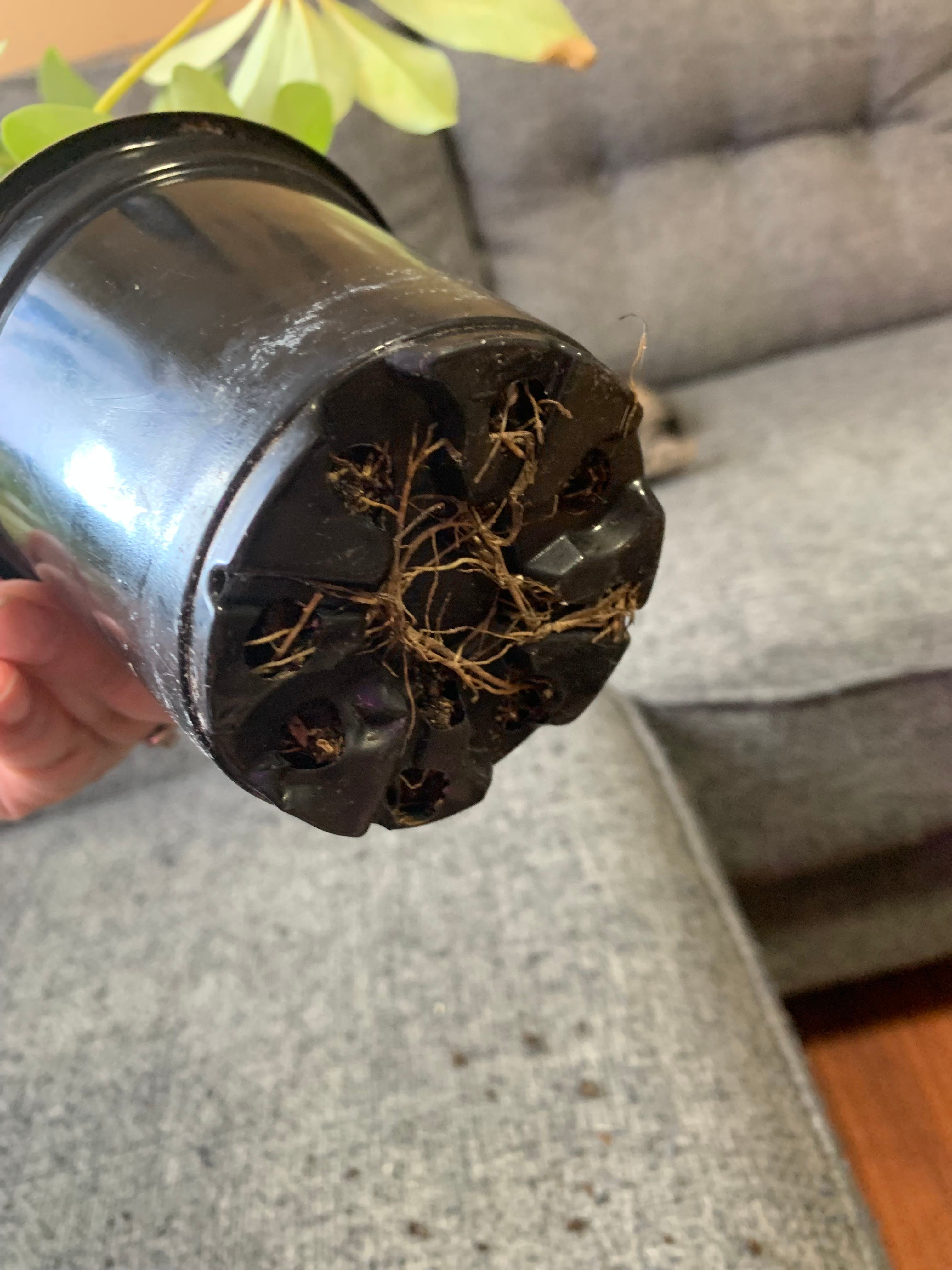 Ready for spring repotting: umbrella plant