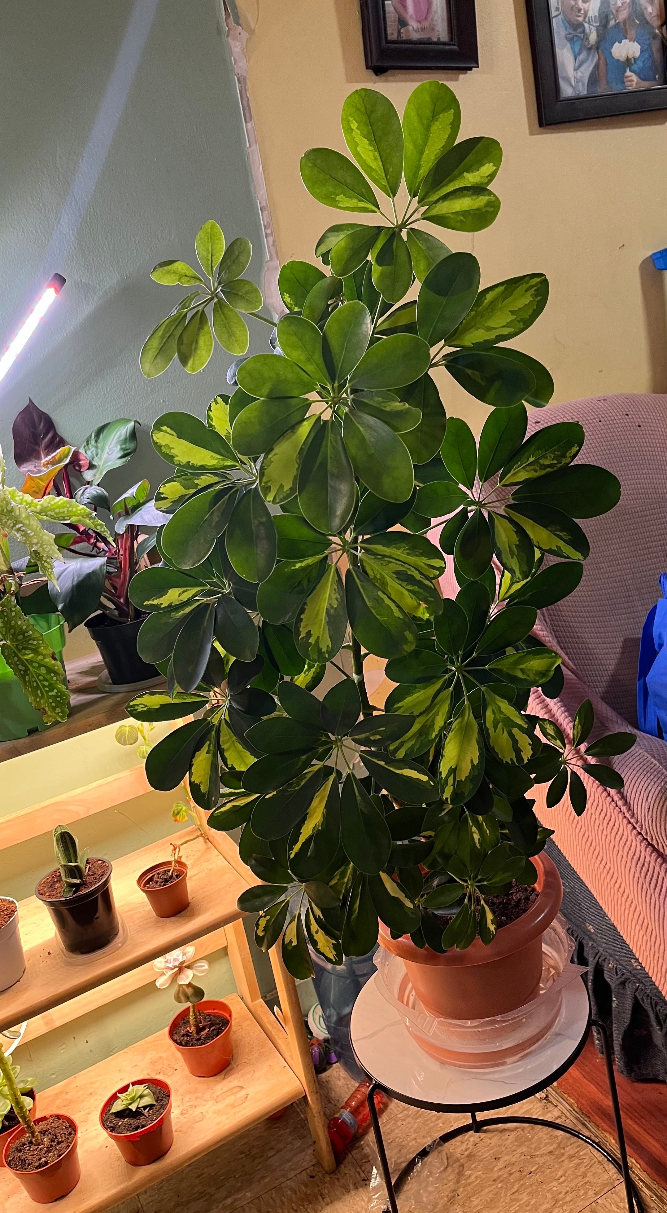 Alpine Schefflera Care 101: Water, Light & Growing Tips