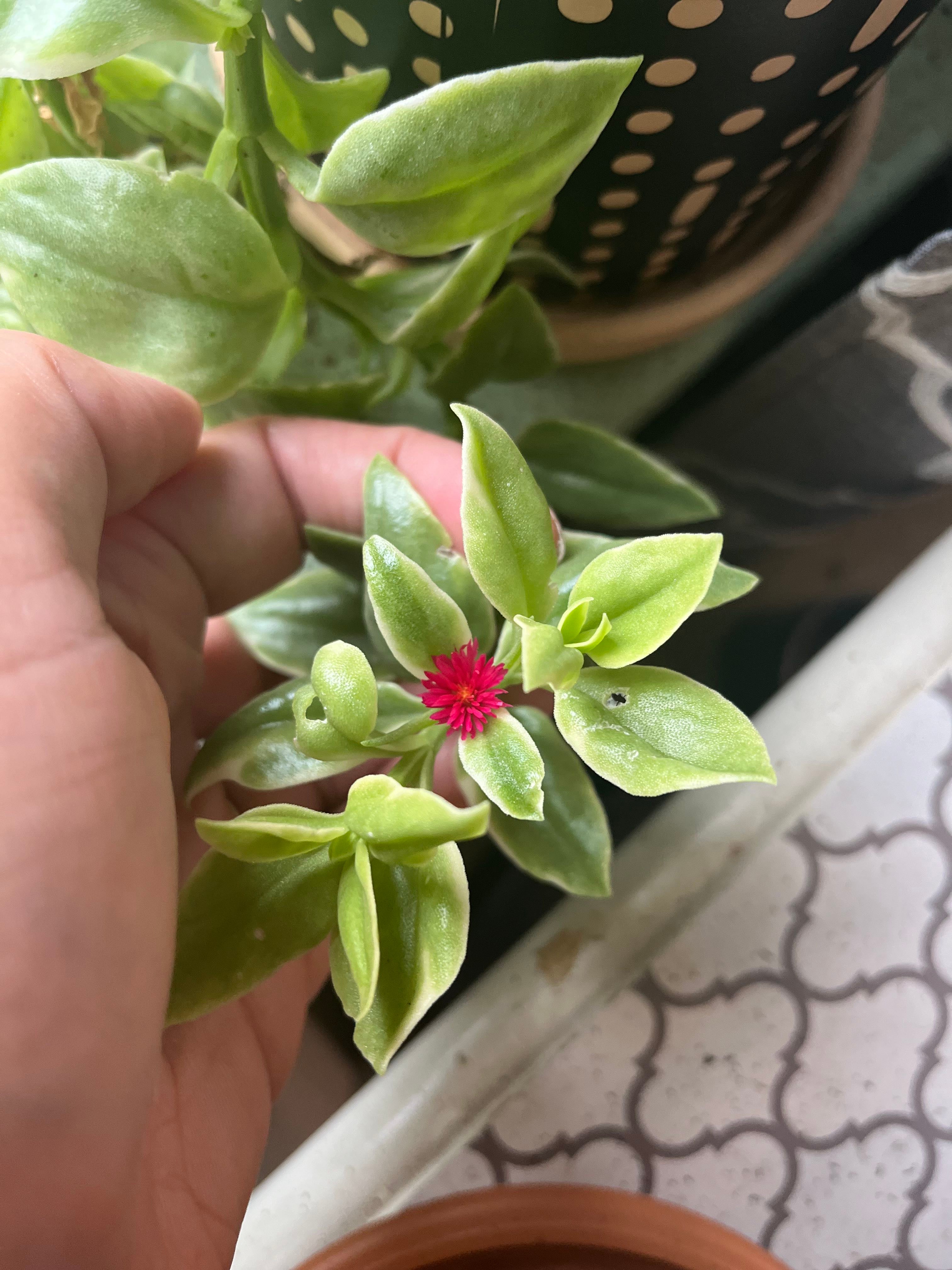 Baby Sun Rose Plant Care: Water, Light, Nutrients | Greg App 🌱