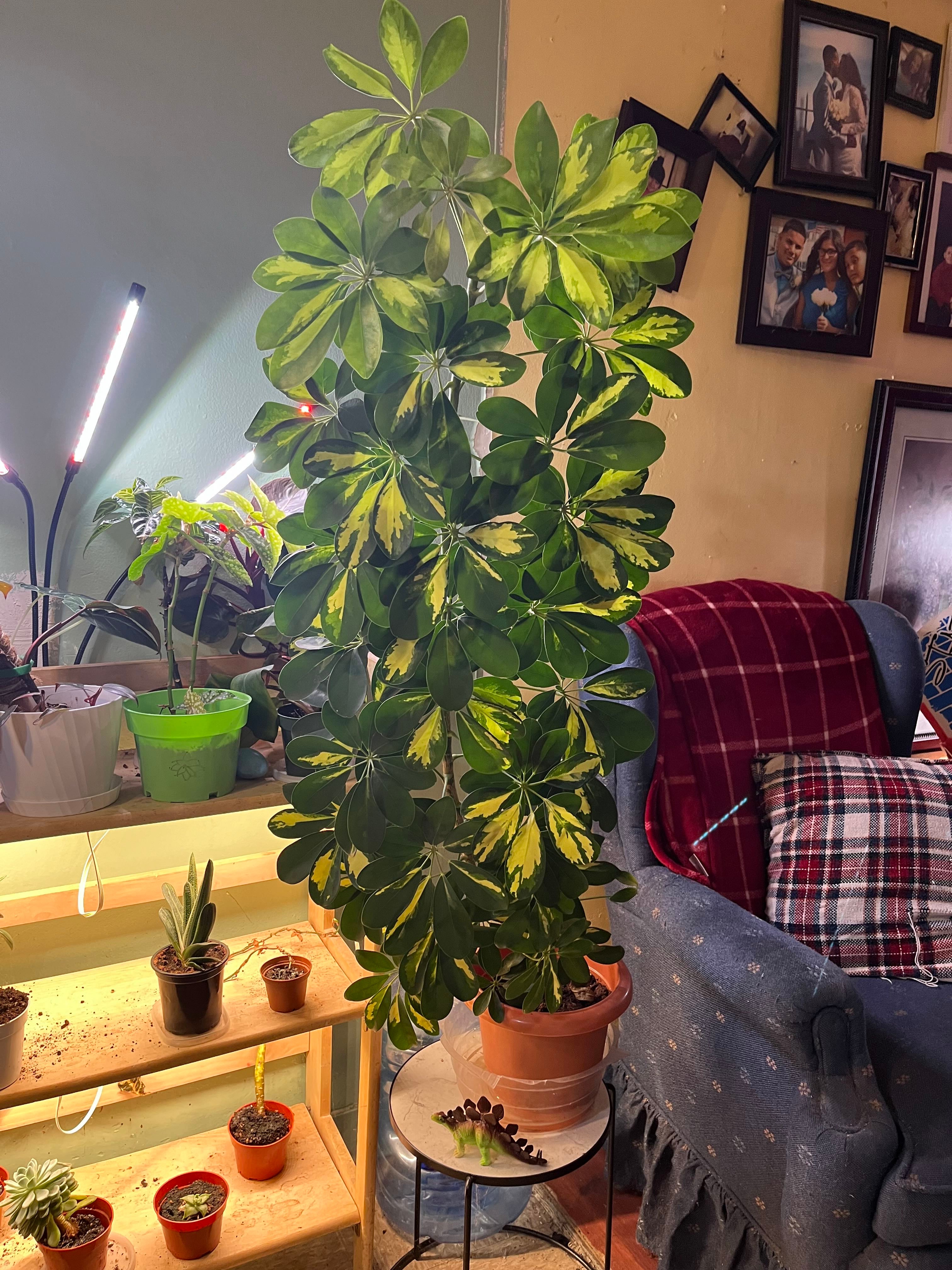 The Complete Variegated Dwarf Umbrella Tree Plant Care Guide: Water ...
