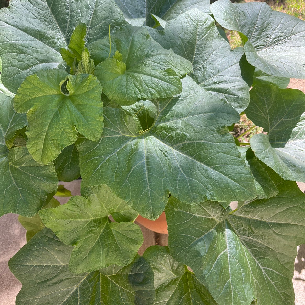 🥒 Why Are My Cucumber Leaves Droopy?
