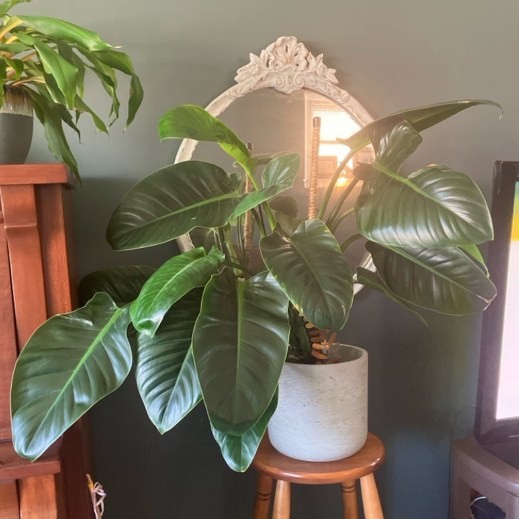 Philodendron wendlandii Plant Care: Water, Light, Nutrients | Greg App 🌱