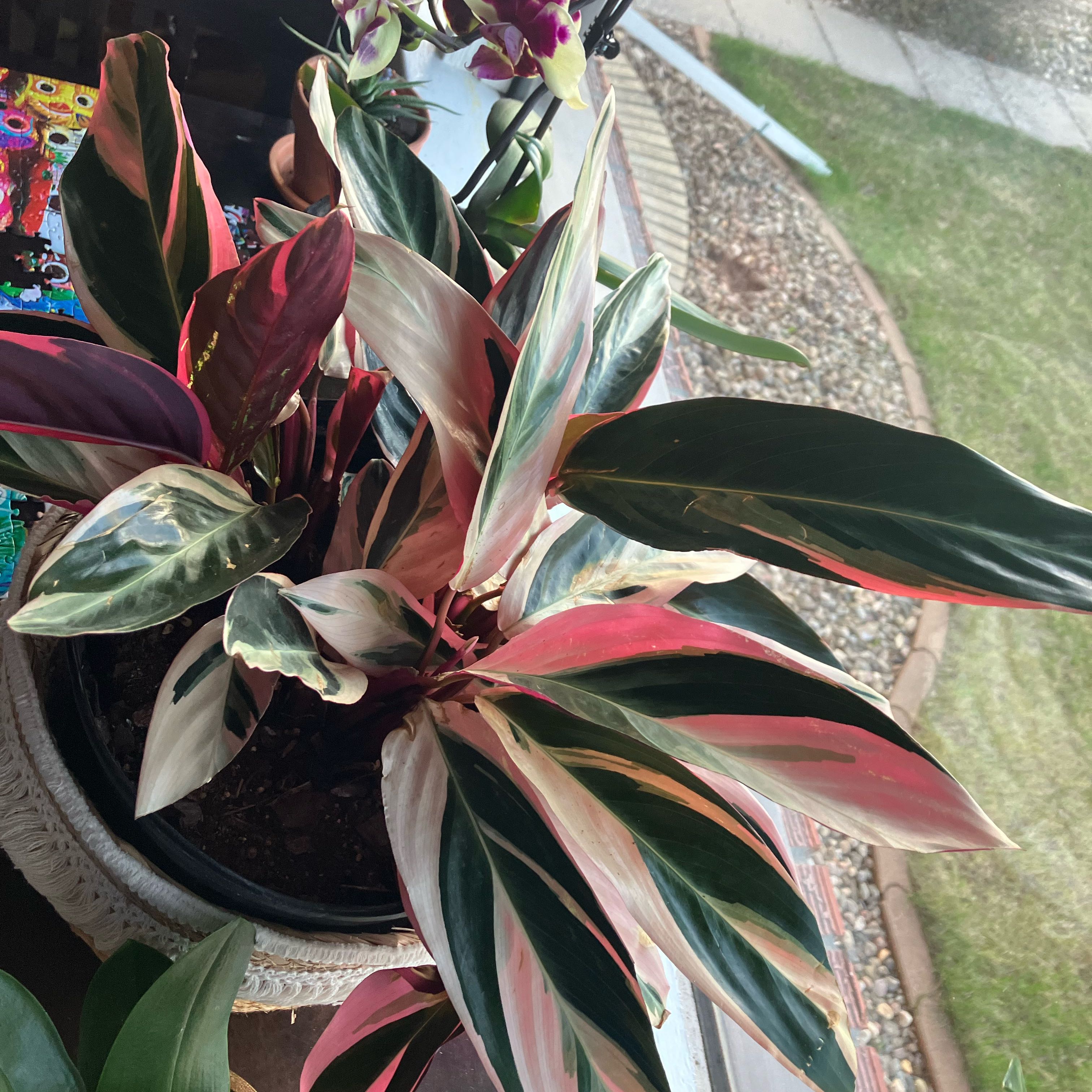 Black Spots on My Stromanthe sanguinea 'Tricolor' Leaves